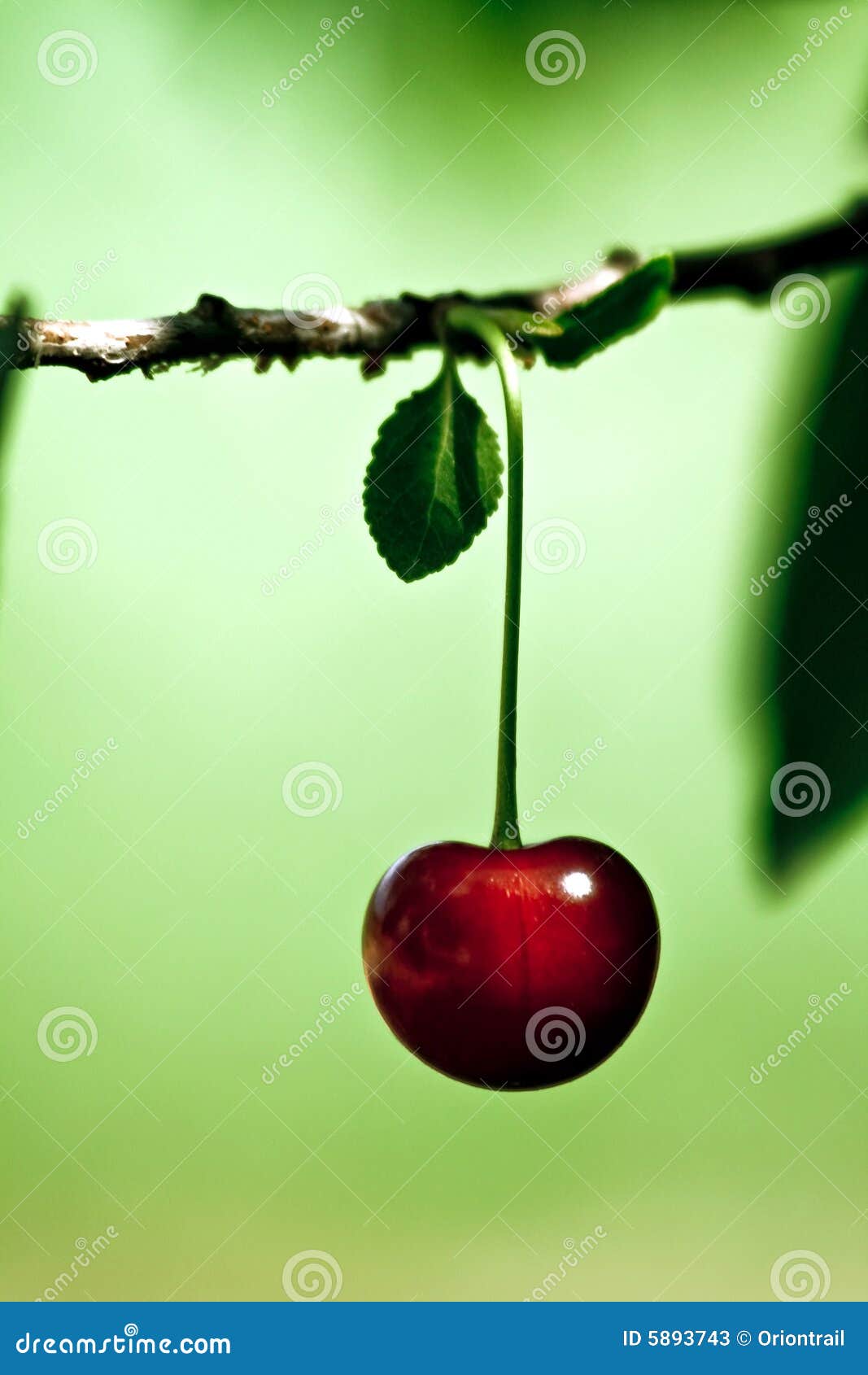 Ripe red cherry in spring stock image. Image of healthy - 5893743