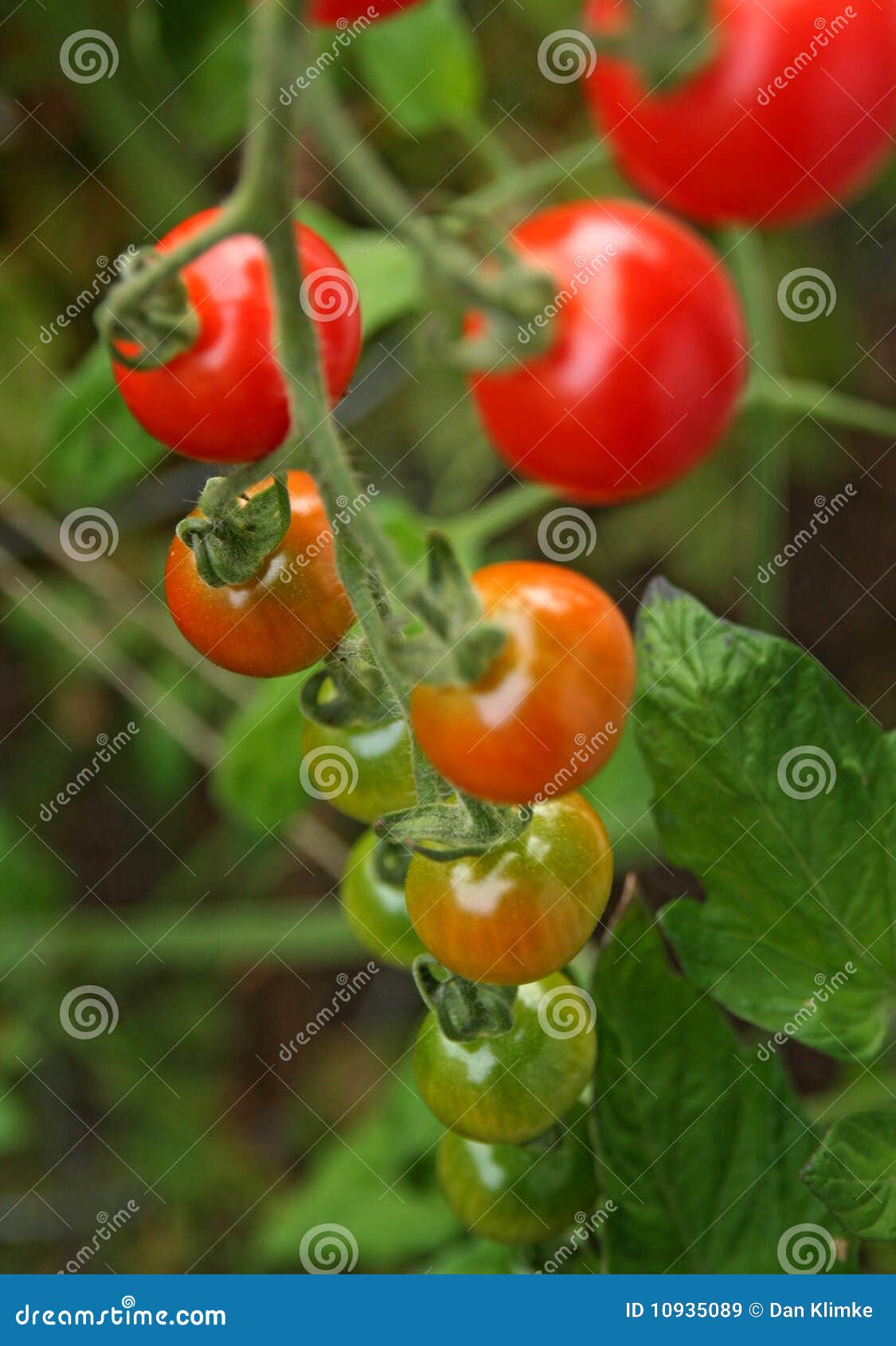 Ripe Red Cherry Tomatoes stock image. Image of vine, round - 10935089
