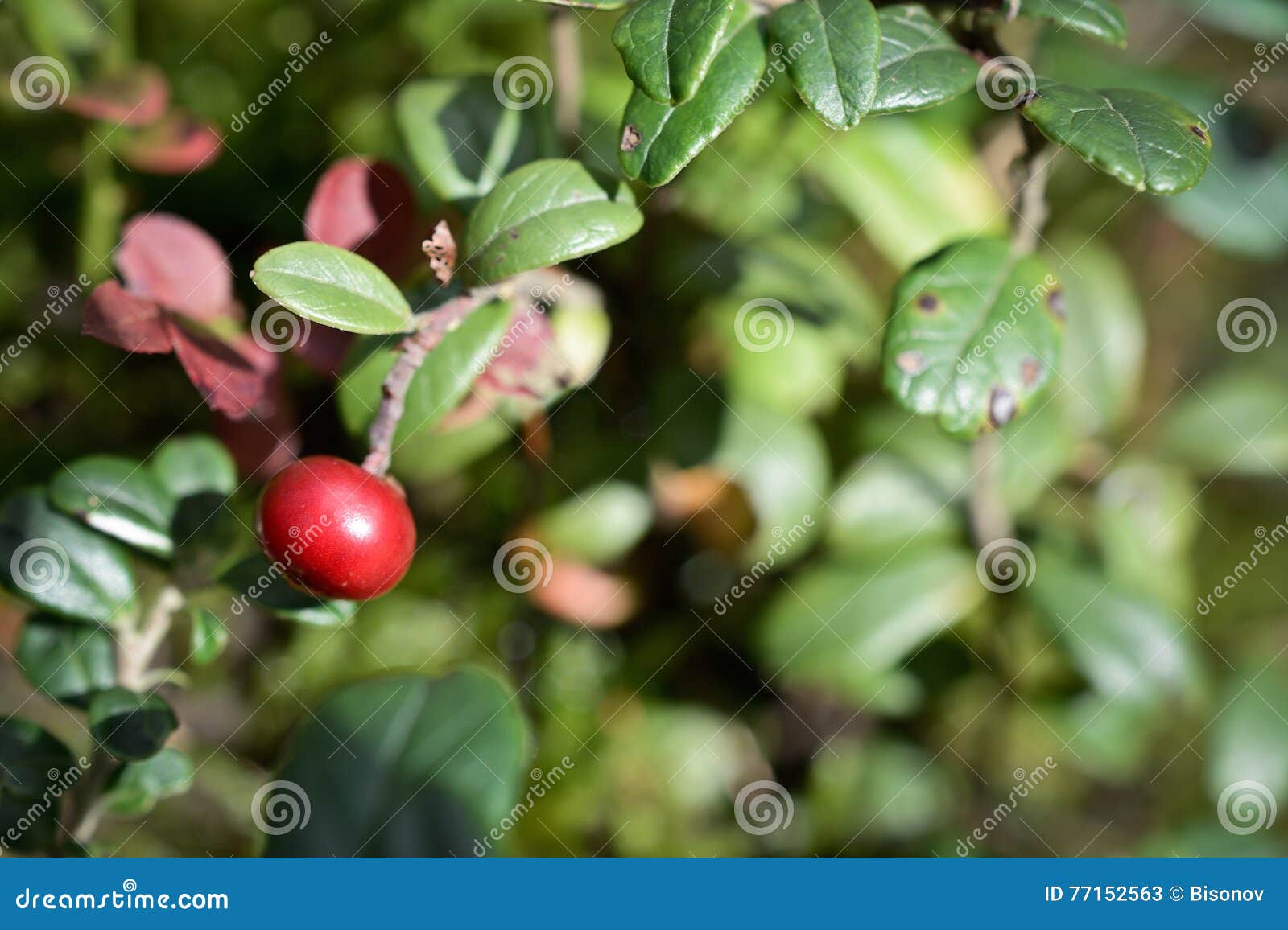 Ripe red cowberry stock image. Image of bilberry, background - 77152563