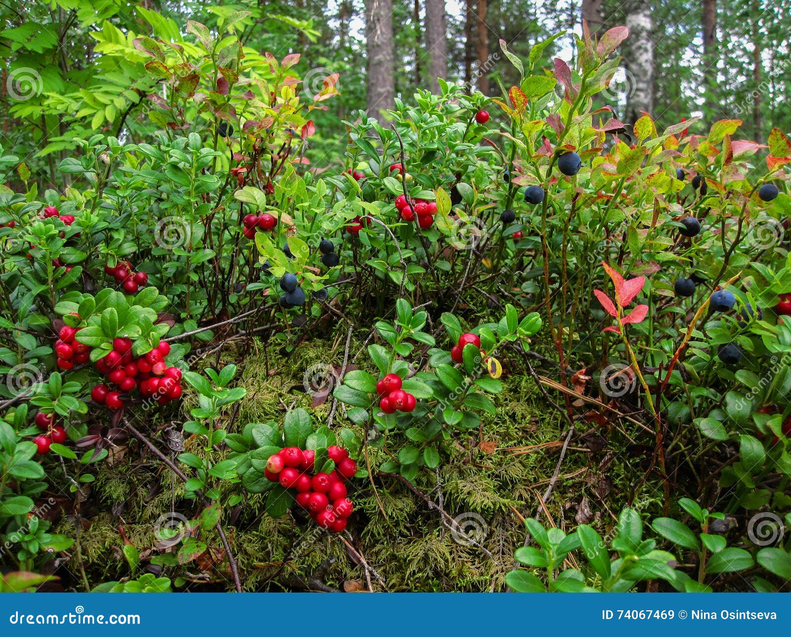 Ripe Red Cowberry Grows in Pine Forest. Stock Image - Image of fruit ...