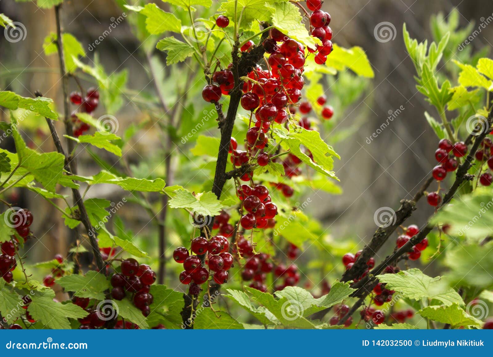 Ripe Red Currant Grows on the Branches of a Bush, Useful Berries ...