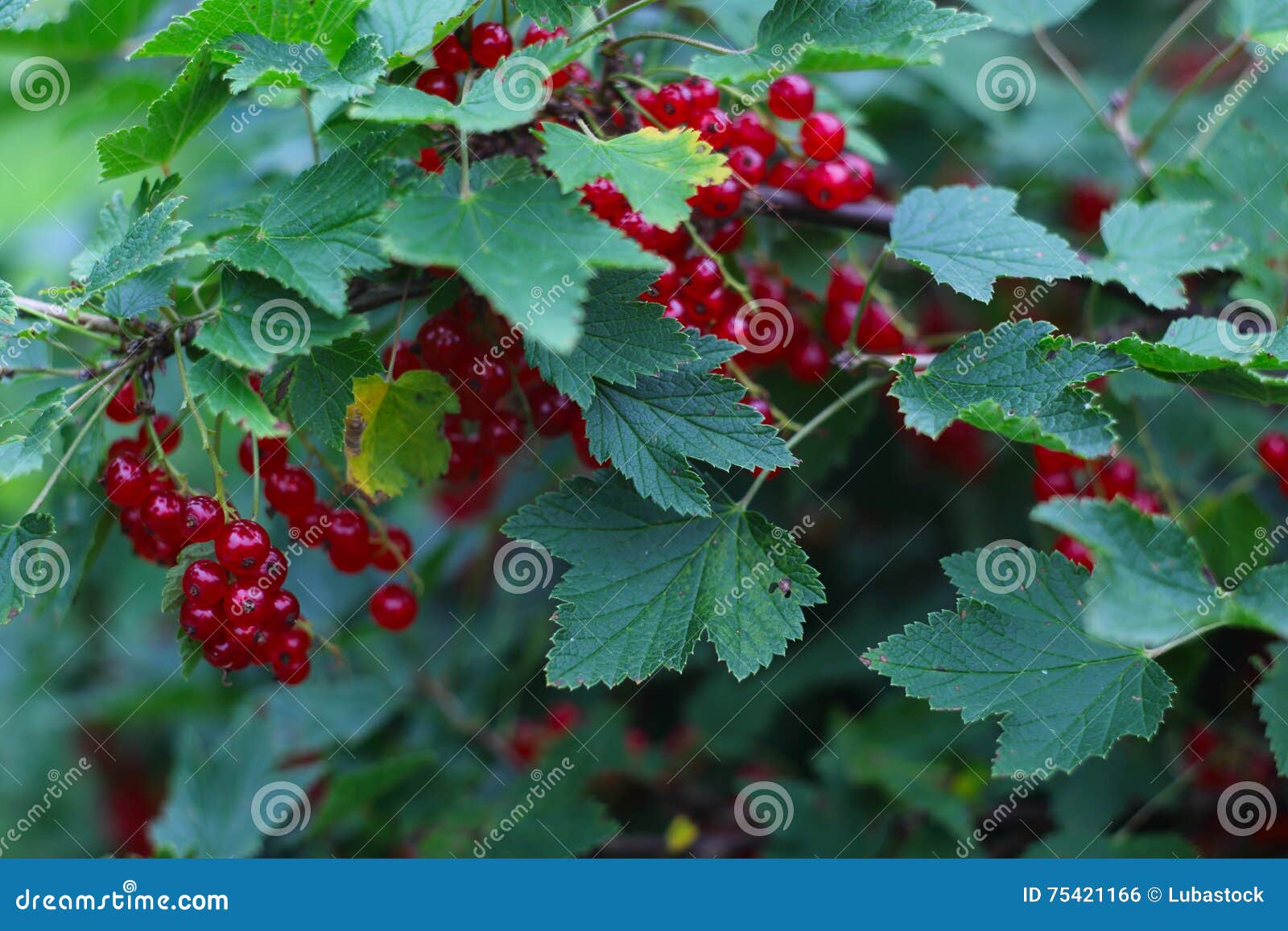 Ripe red currants stock photo. Image of bush, agriculture - 75421166
