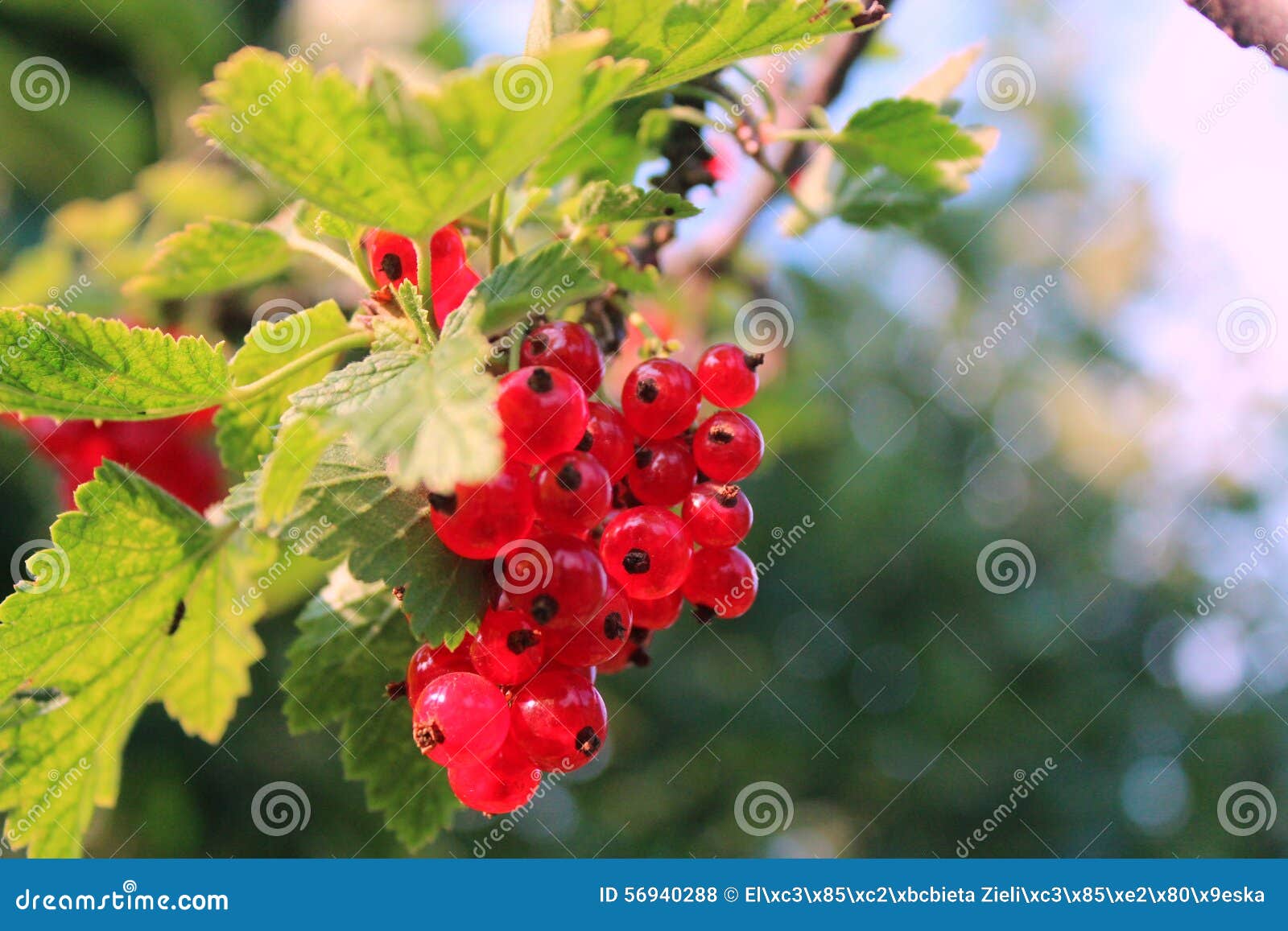 Ripe red-currents. stock photo. Image of july, farm, fruit - 56940288