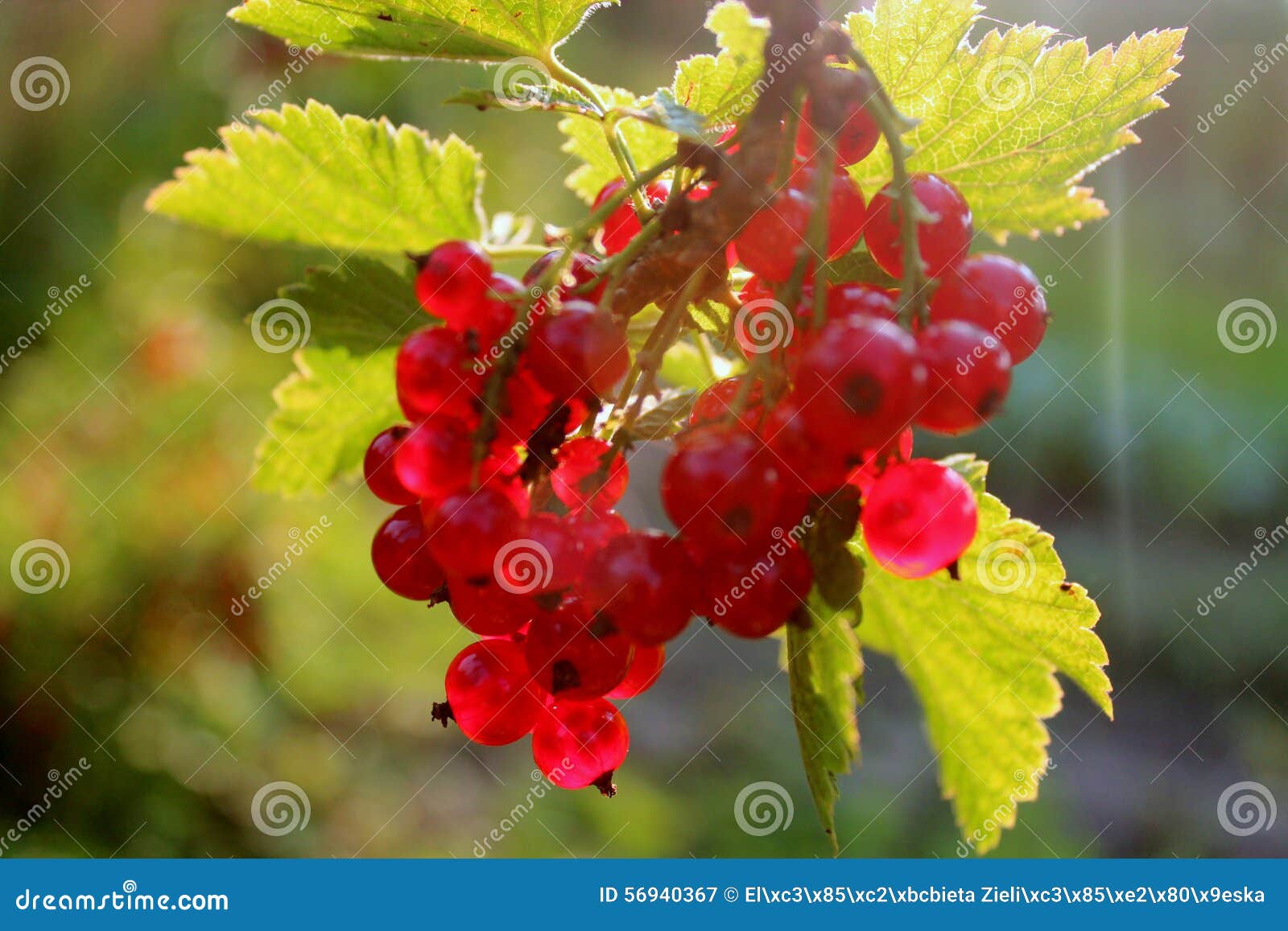 Ripe red-currents. stock image. Image of blur, fruit - 56940367