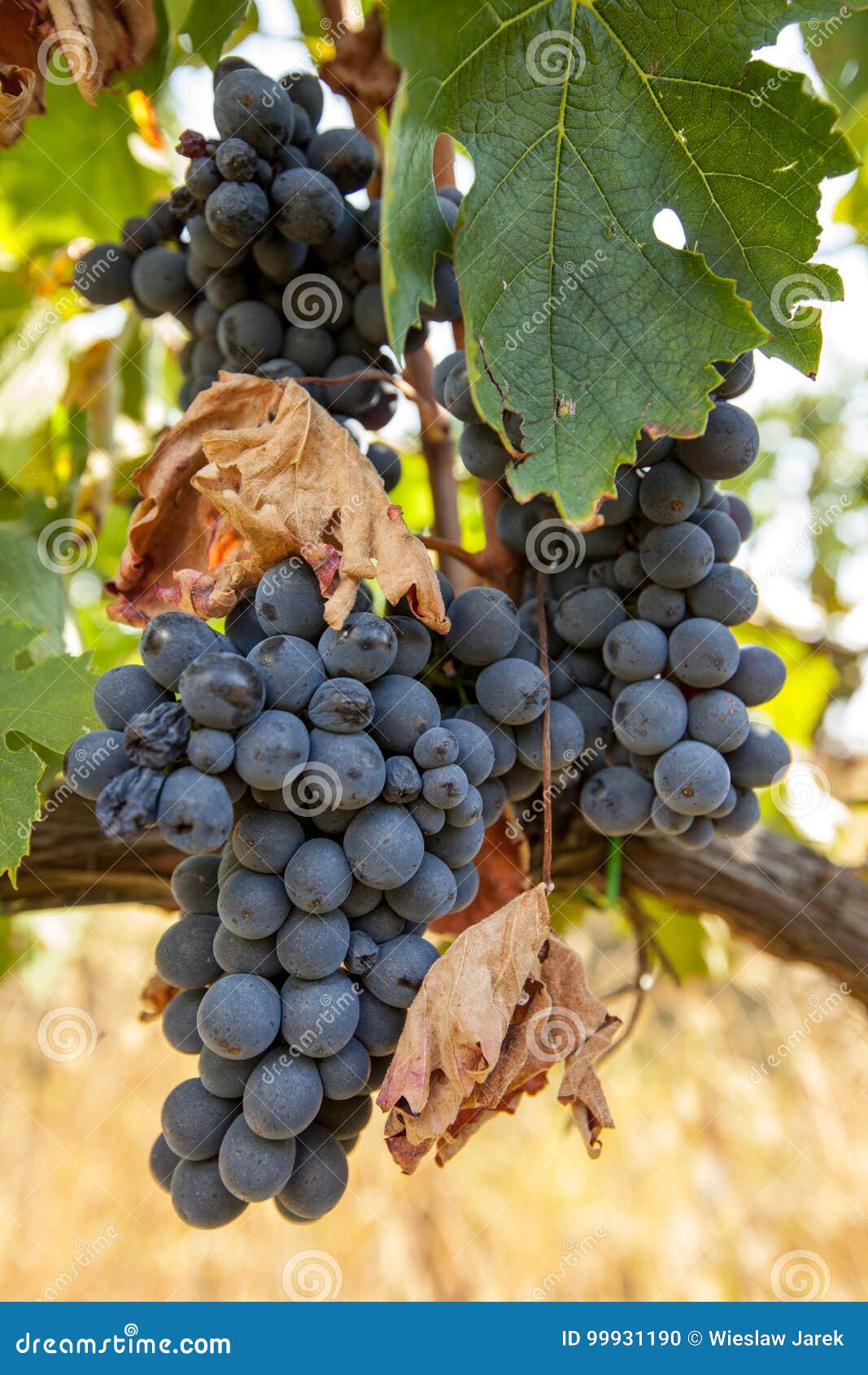 Ripe red grape clusters stock photo. Image of nature - 99931190