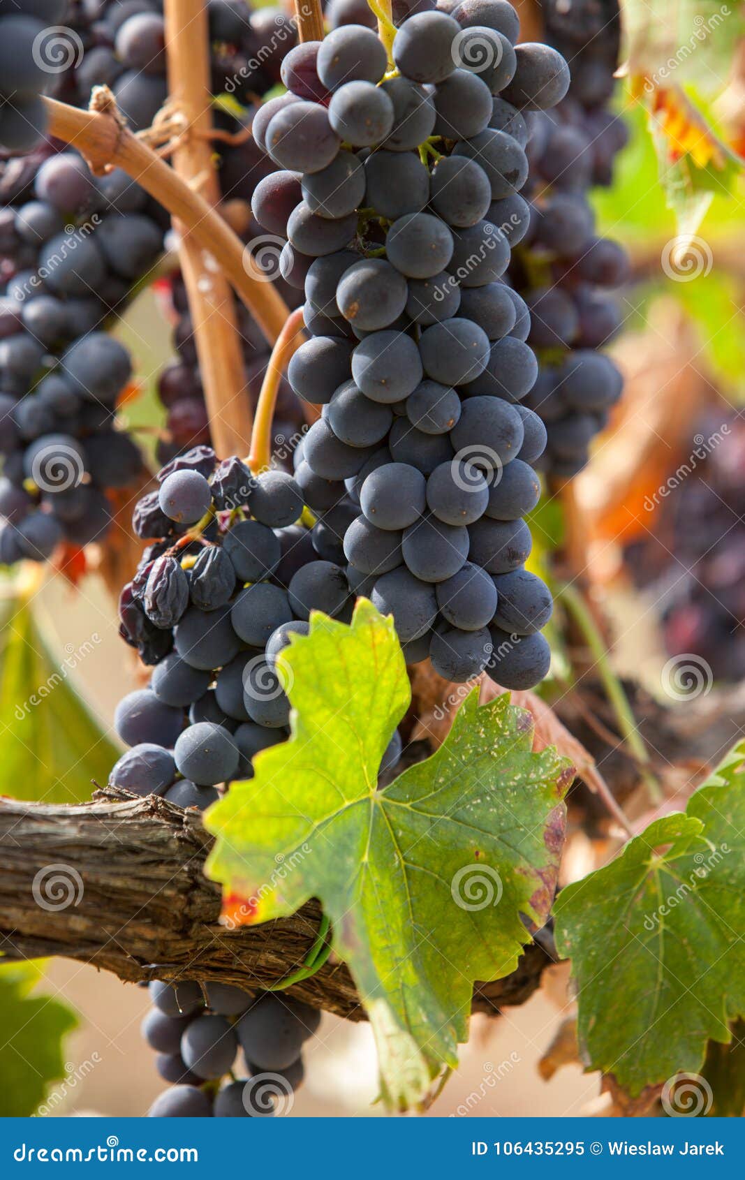 Ripe Red Grape Clusters on the Vine. Stock Image - Image of pinot ...