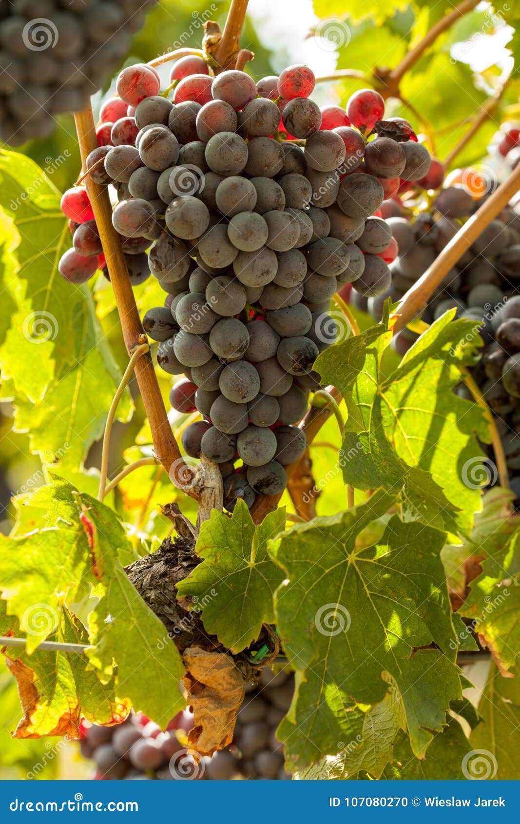 Ripe Red Grape Clusters on the Vine. Stock Photo - Image of cluster ...