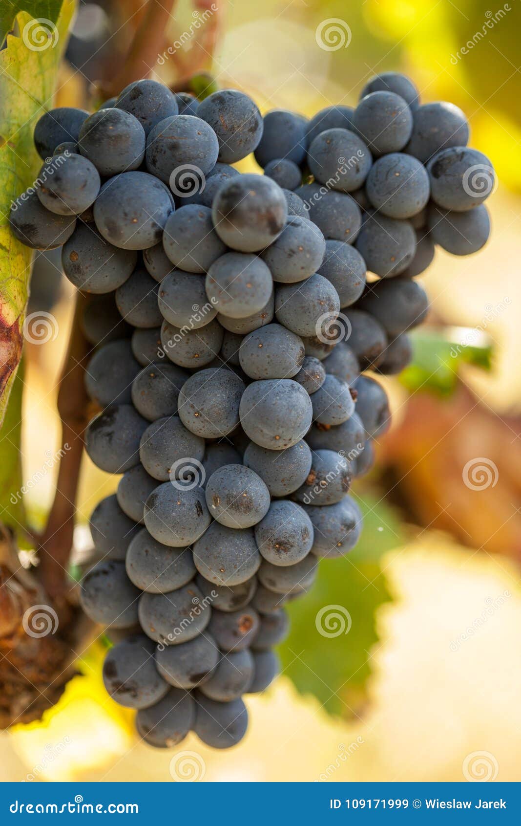 Ripe Red Grape Clusters on the Vine. Stock Image - Image of brunello ...