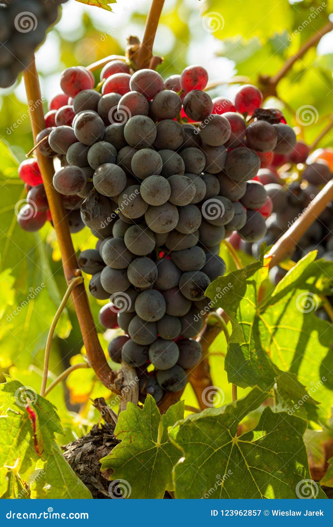 Ripe Red Grape Clusters on the Vine. Stock Image - Image of leaf ...