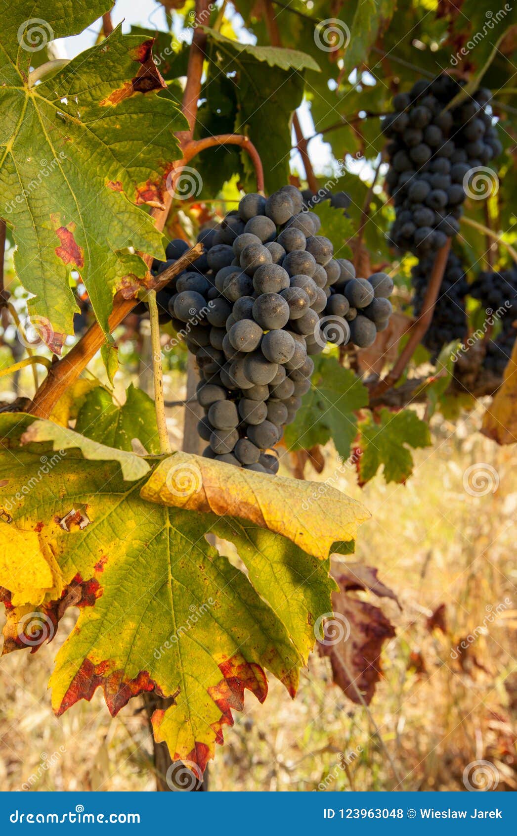 Ripe Red Grape Clusters on the Vine. Stock Photo - Image of making ...