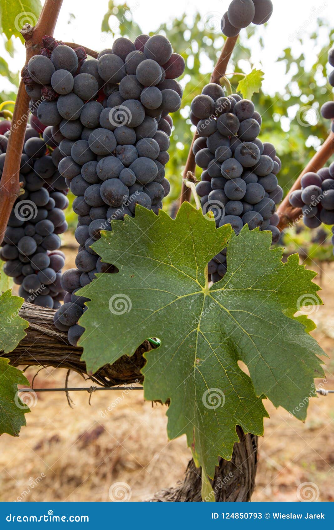 Ripe Red Grape Clusters on the Vine Stock Image - Image of harvest ...
