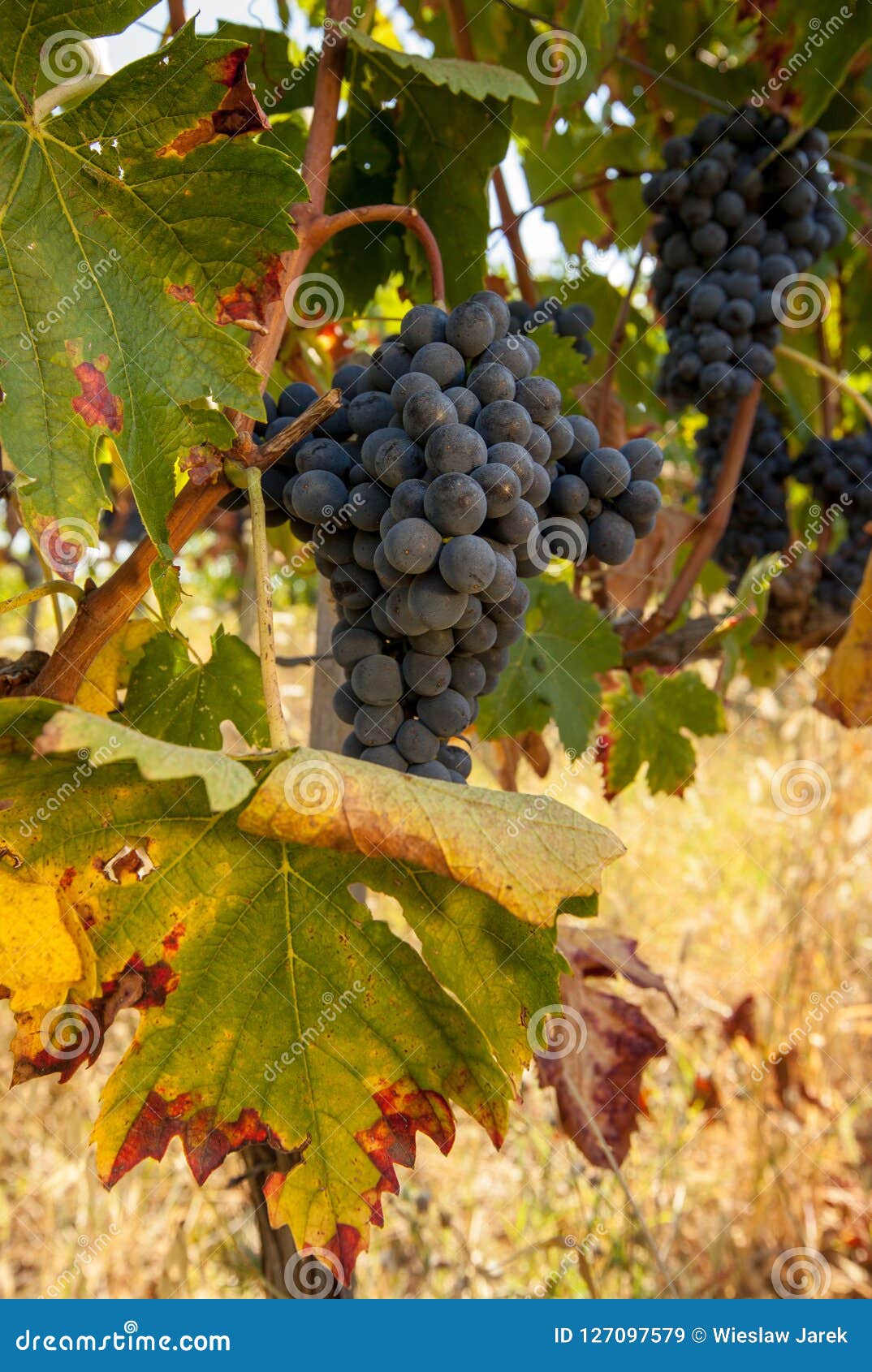 Ripe Red Grape Clusters on the Vine. Stock Image - Image of piemont ...