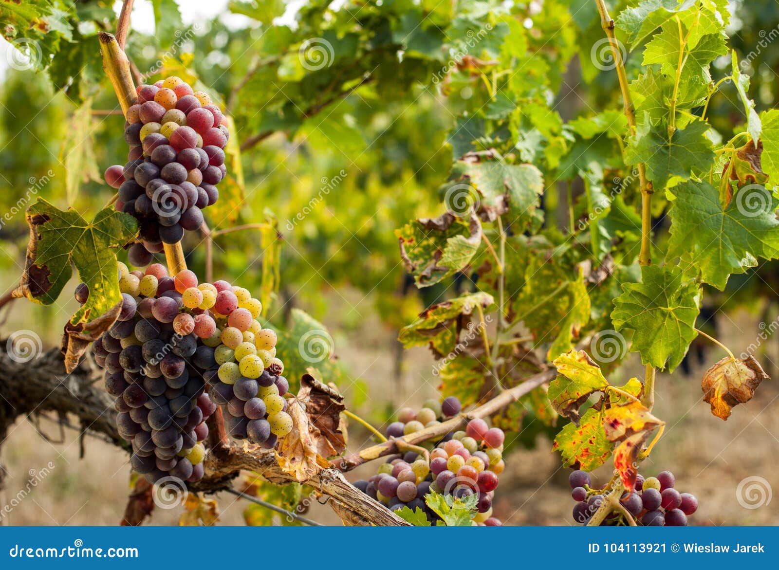 Ripe Red Grape Clusters on the Vine Stock Image - Image of pinot ...