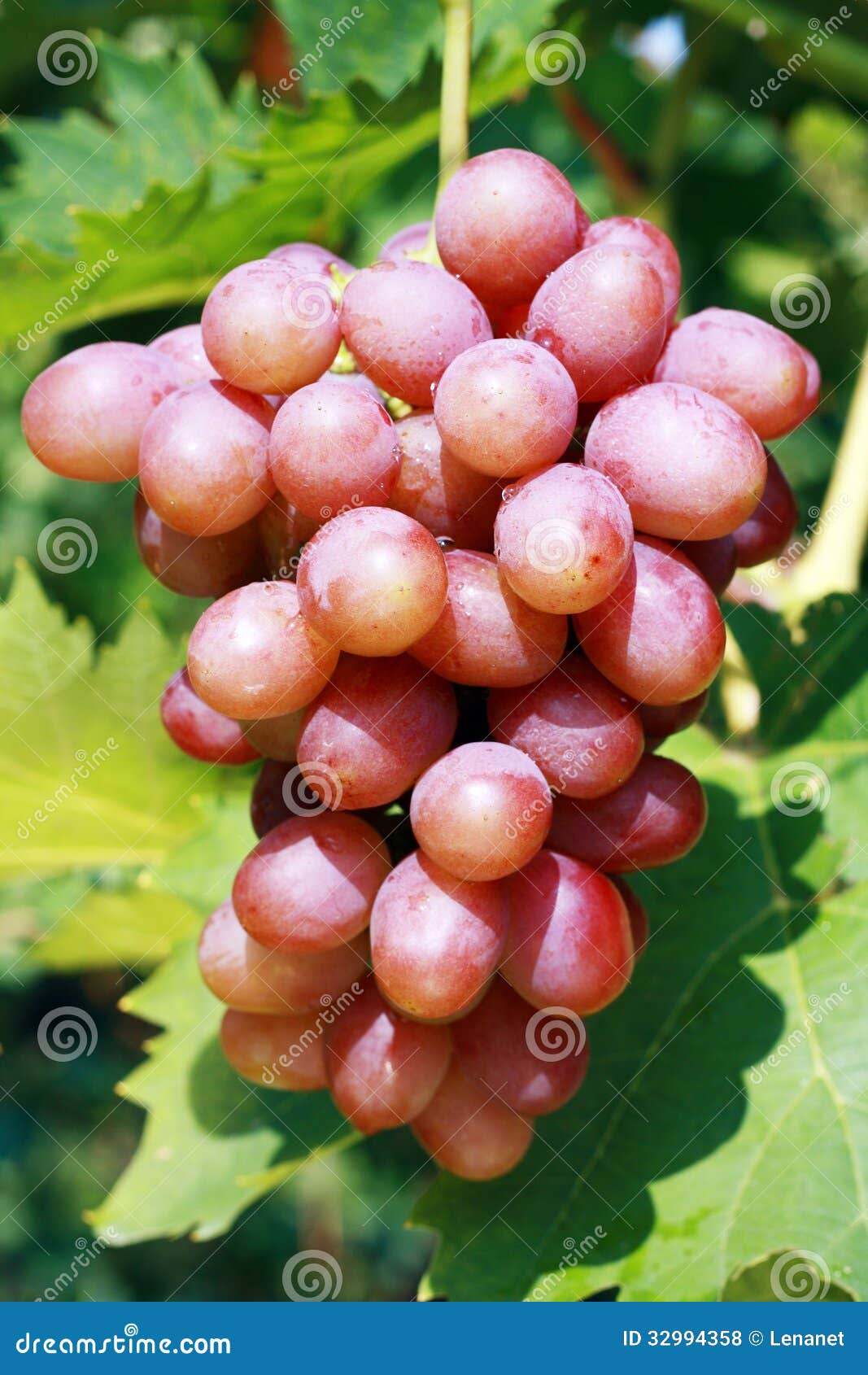 Ripe red grape stock photo. Image of selective, fruit - 32994358