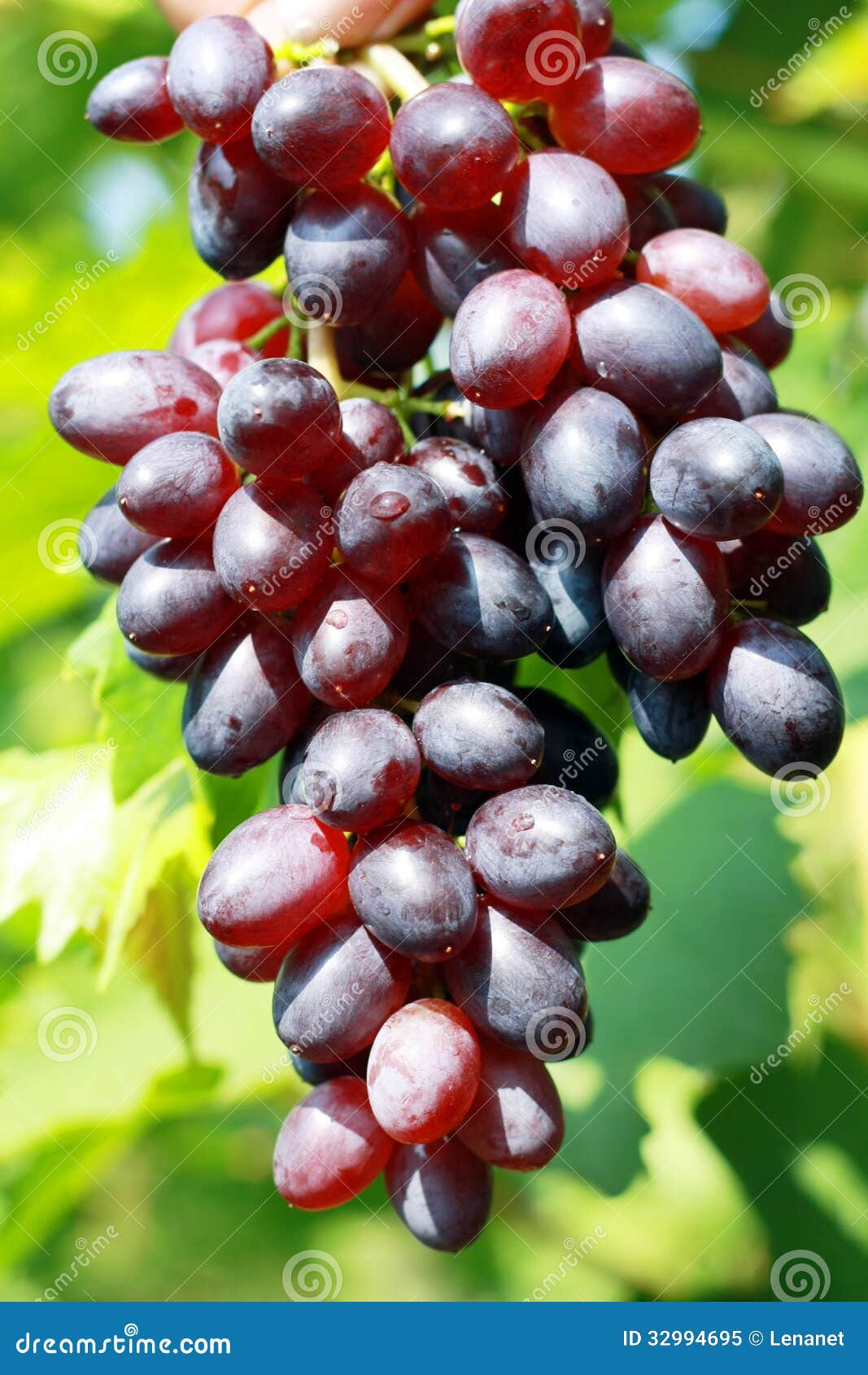 Ripe red grape stock image. Image of purple, growth, ripe - 32994695