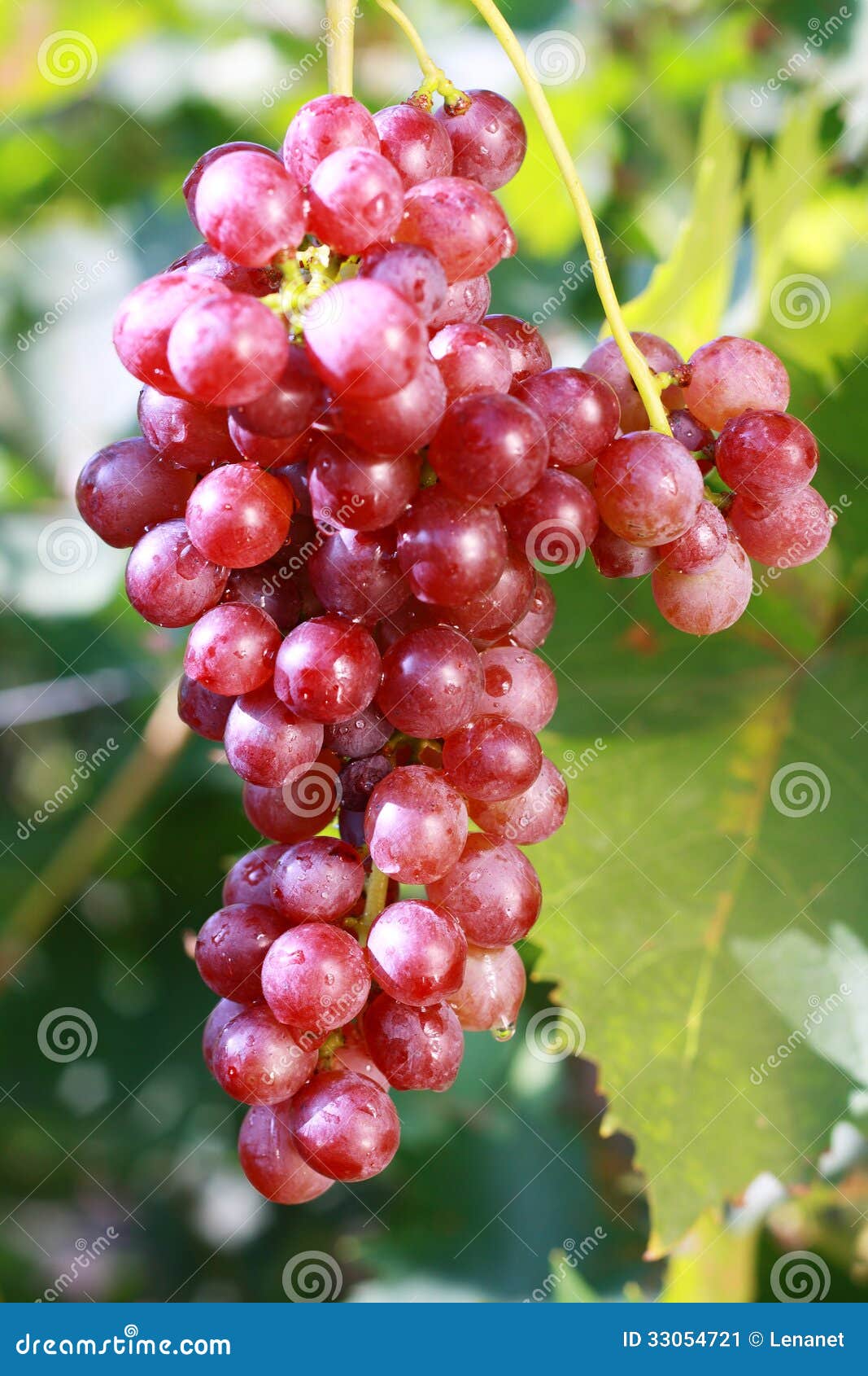 Ripe red grape stock image. Image of business, grapevine - 33054721