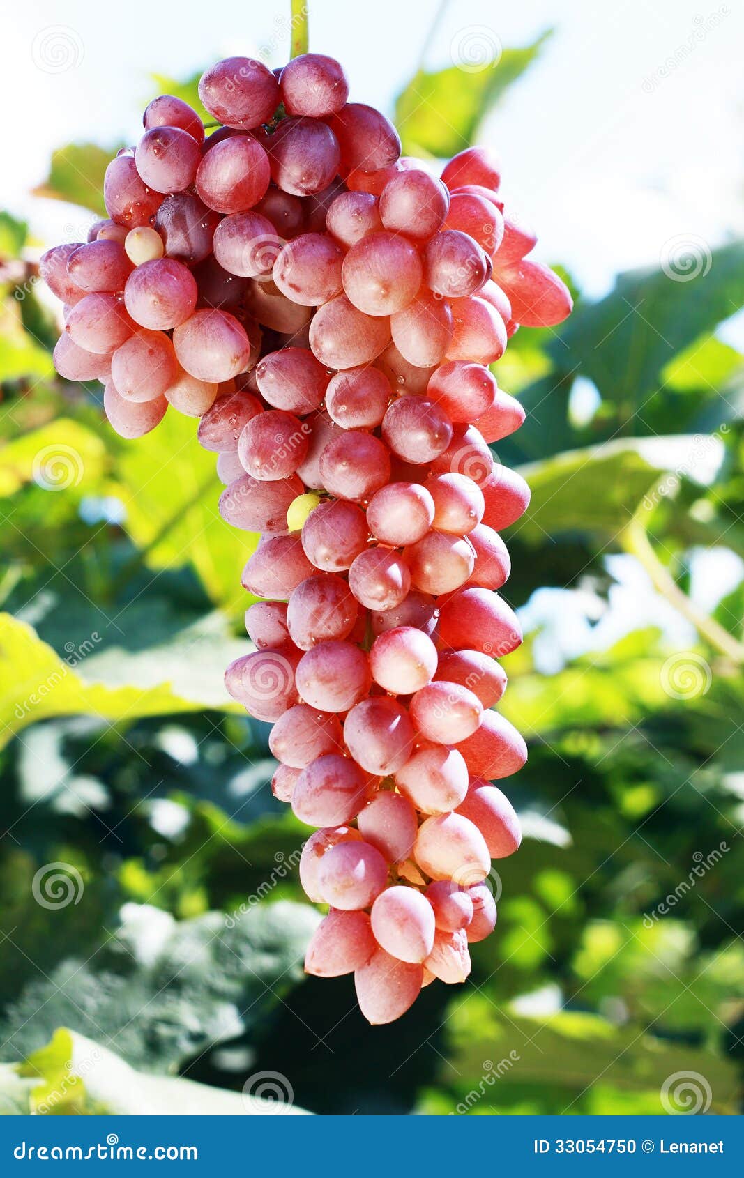 Ripe red grape stock photo. Image of fruit, farming, produce - 33054750