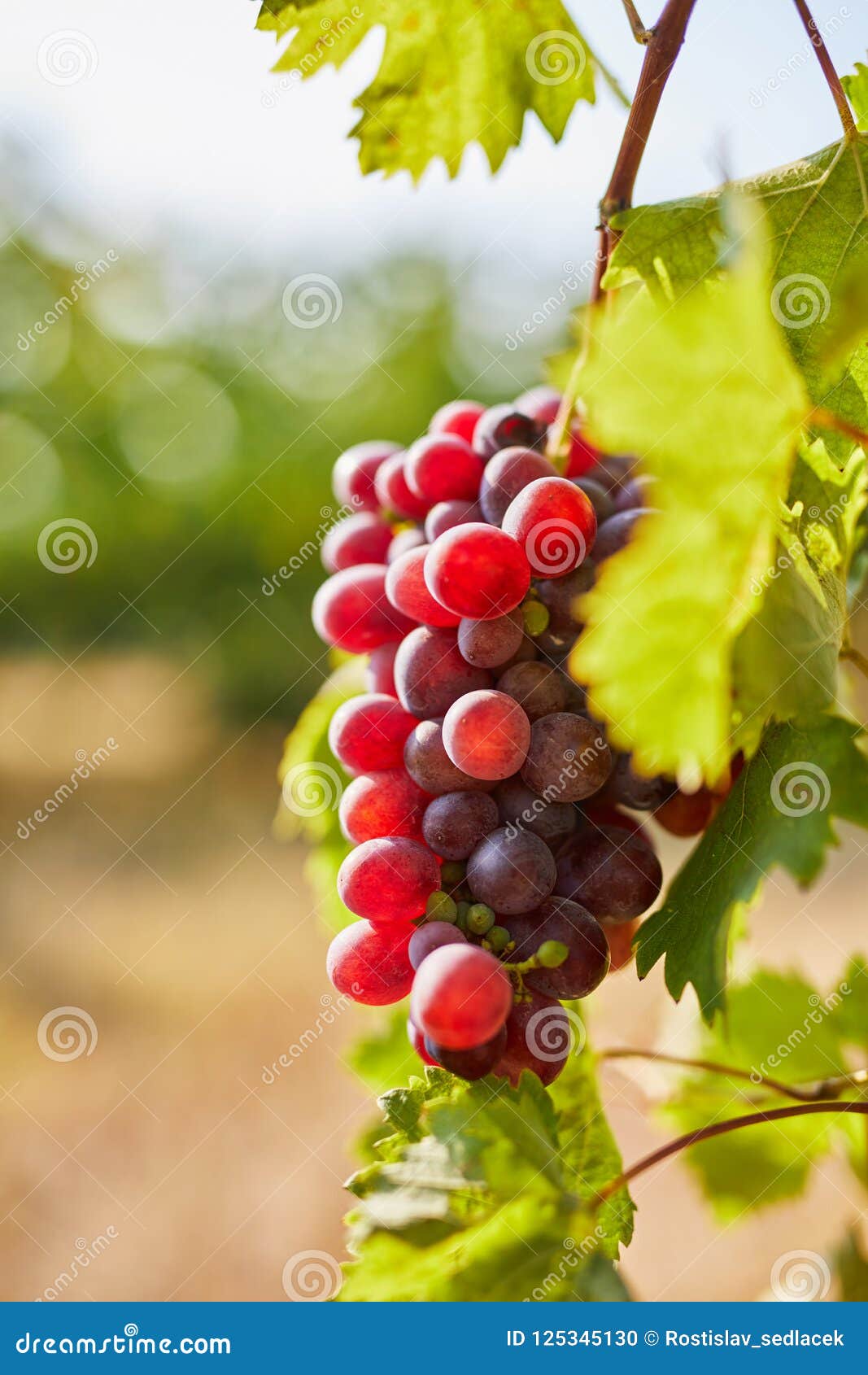 Ripe Red Grapes on a Grapevine Stock Photo - Image of vine, food: 125345130