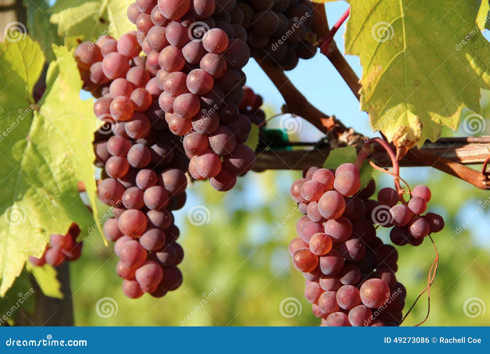 Ripe Red Grapes stock photo. Image of drink, food, nature - 49273086