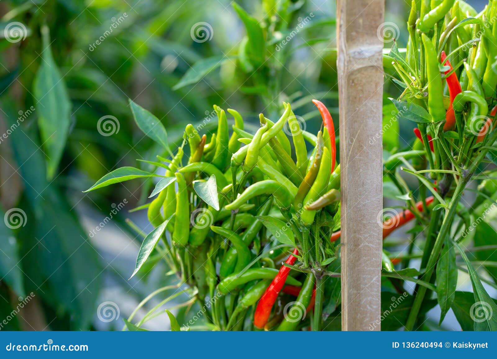 Ripe Red and Green Chilli on a Tree, Green Chilies Grows in the Garden ...