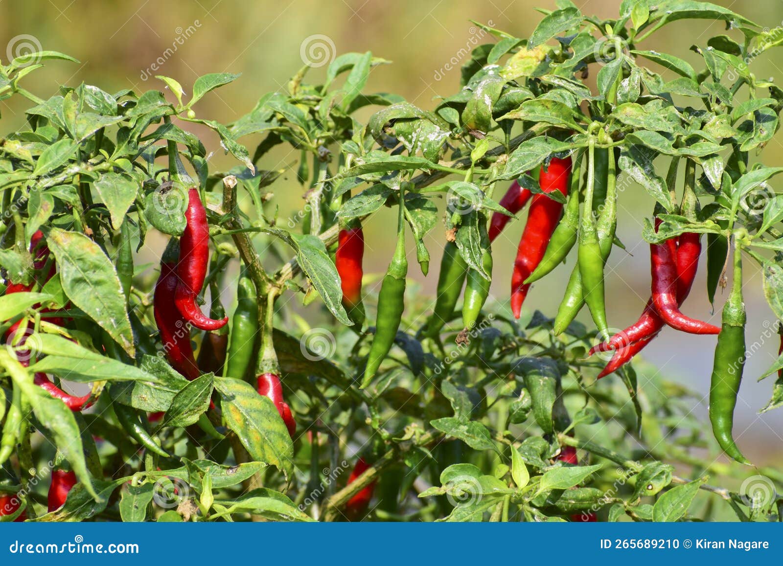 Ripe Red and Green Chilli on a Tree Stock Photo - Image of crop, garden ...