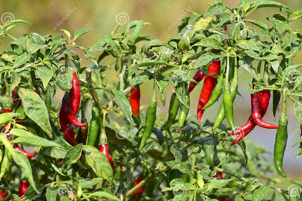 Ripe Red and Green Chilli on a Tree Stock Photo - Image of crop, garden ...
