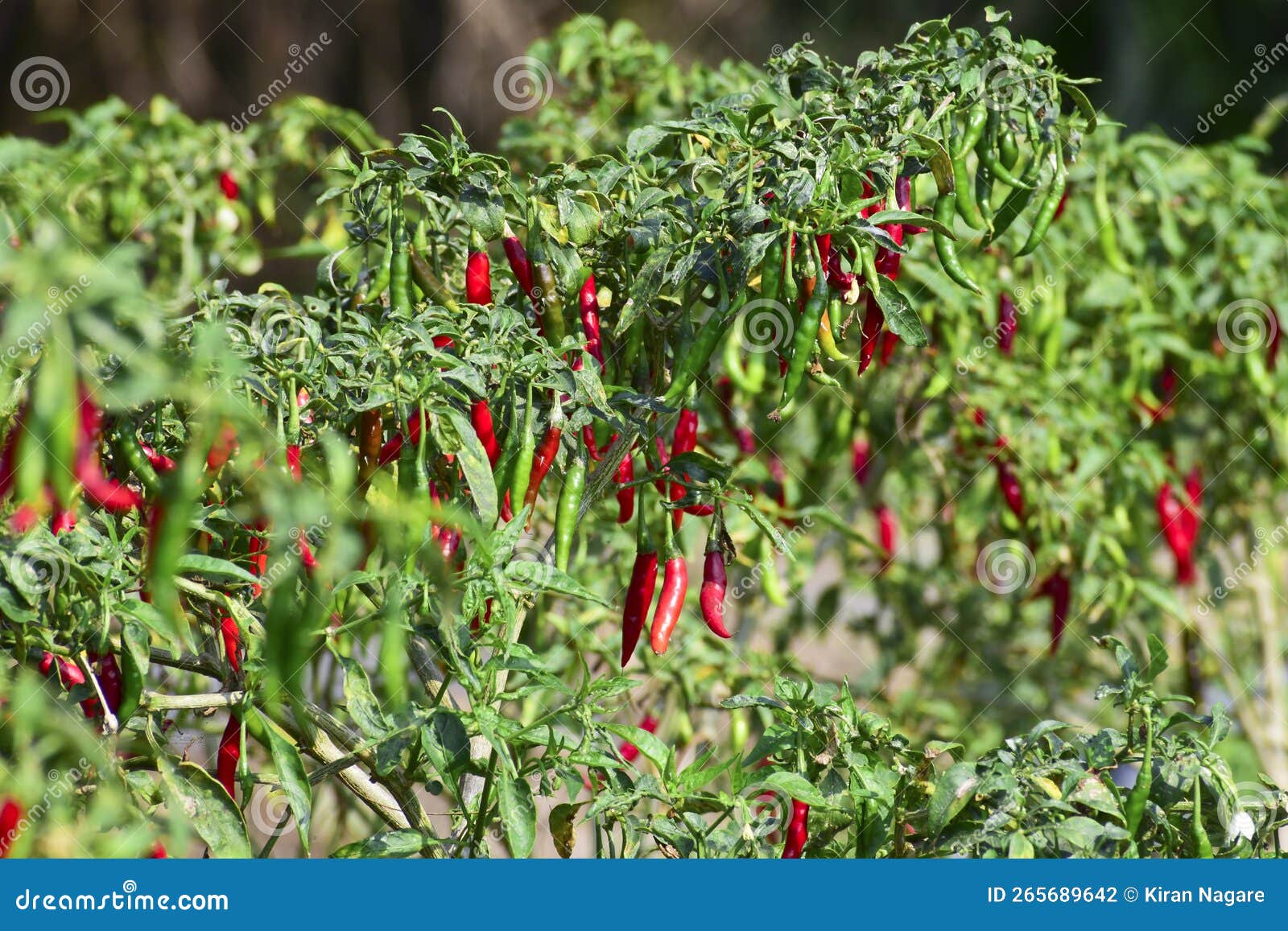 Ripe Red and Green Chilli on a Tree Stock Photo - Image of chile ...