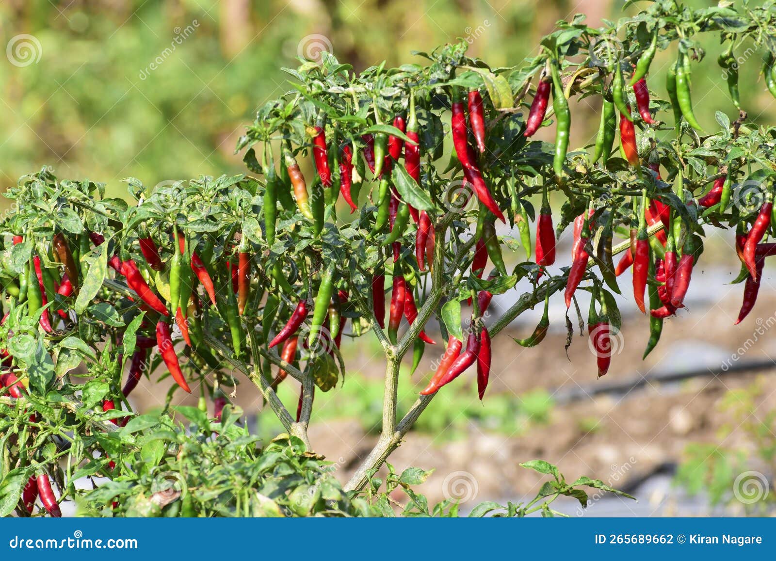 Ripe Red and Green Chilli on a Tree Stock Photo - Image of natural ...