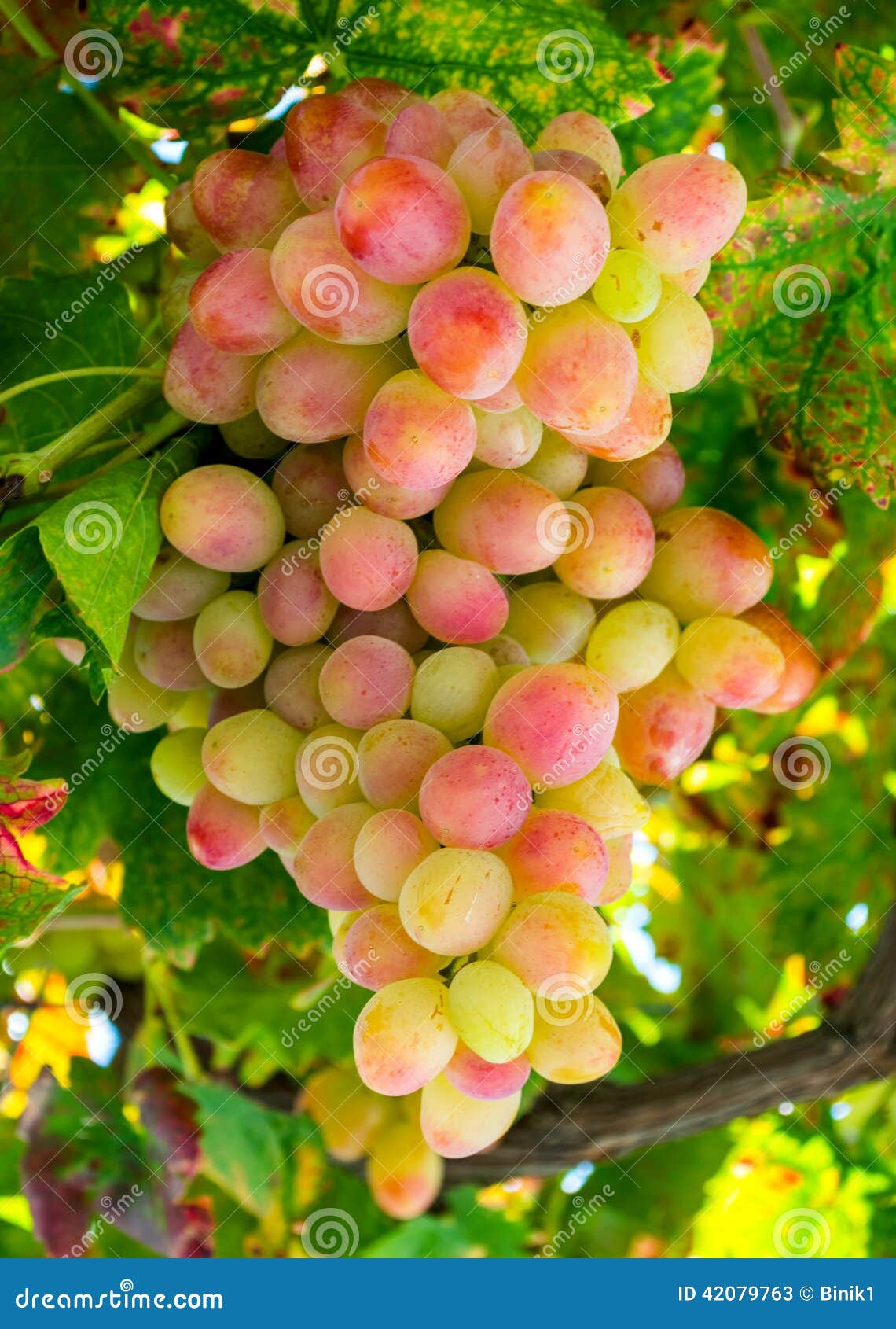 Ripe Red and Green Grapes on Vine Stock Image - Image of rural, harvest ...