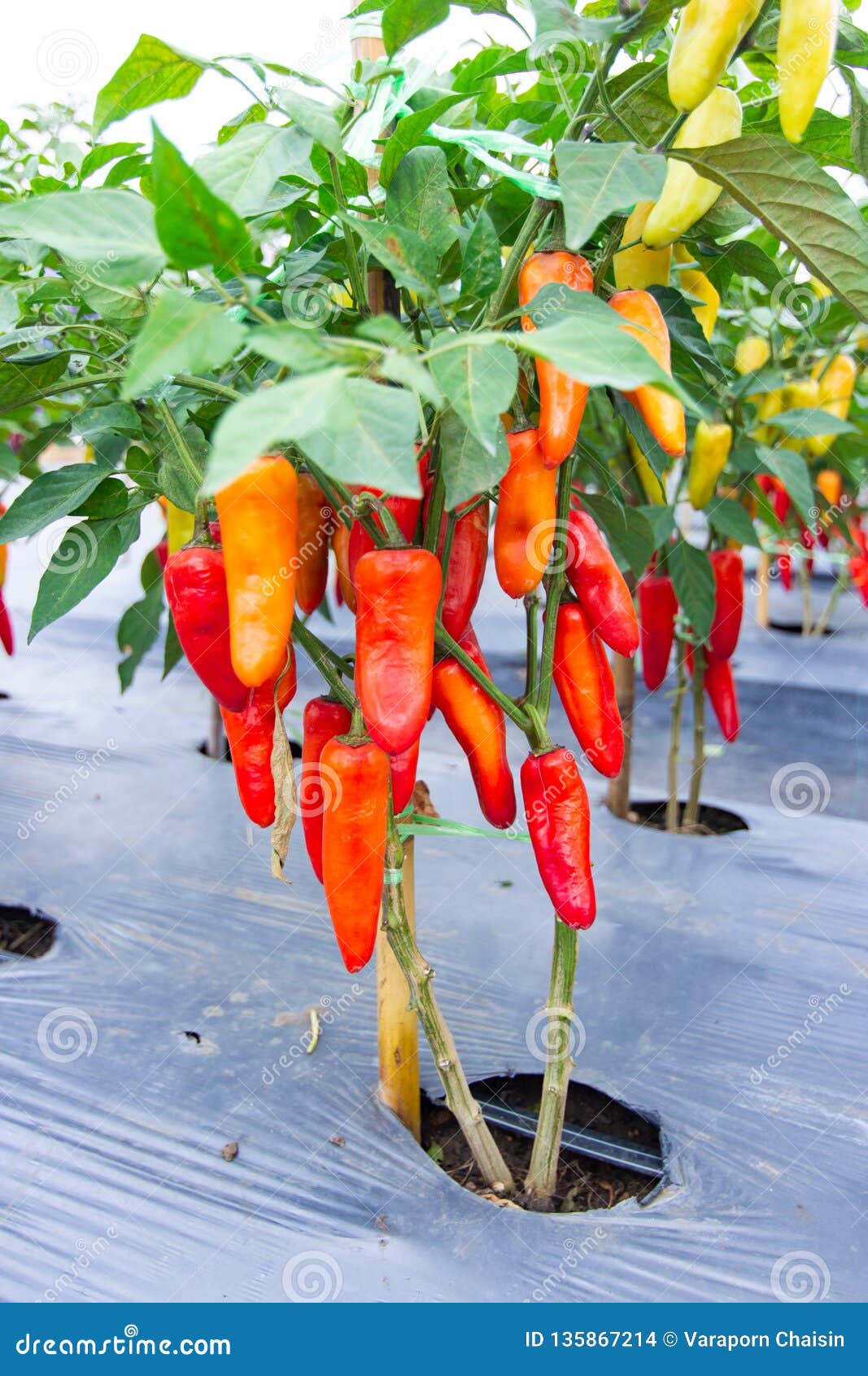 Ripe Red Hot Chili Peppers On A Tree Stock Photo - Image of fresh ...