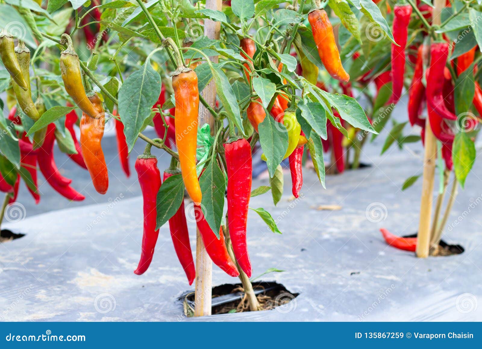 Ripe Red Hot Chili Peppers on a Tree Stock Image - Image of growing ...