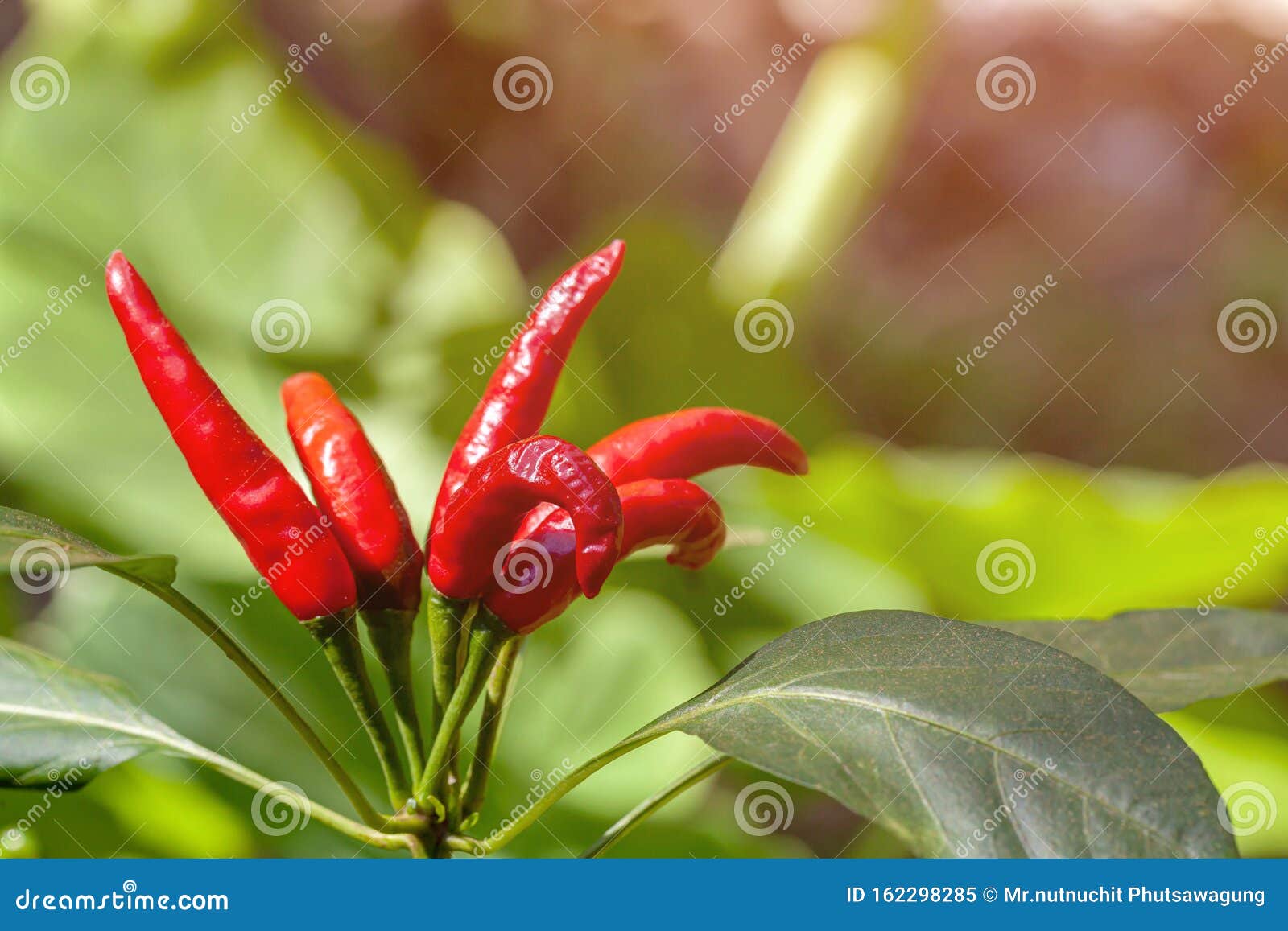 Ripe Red Hot Chili Peppers on a Tree Stock Image - Image of light ...