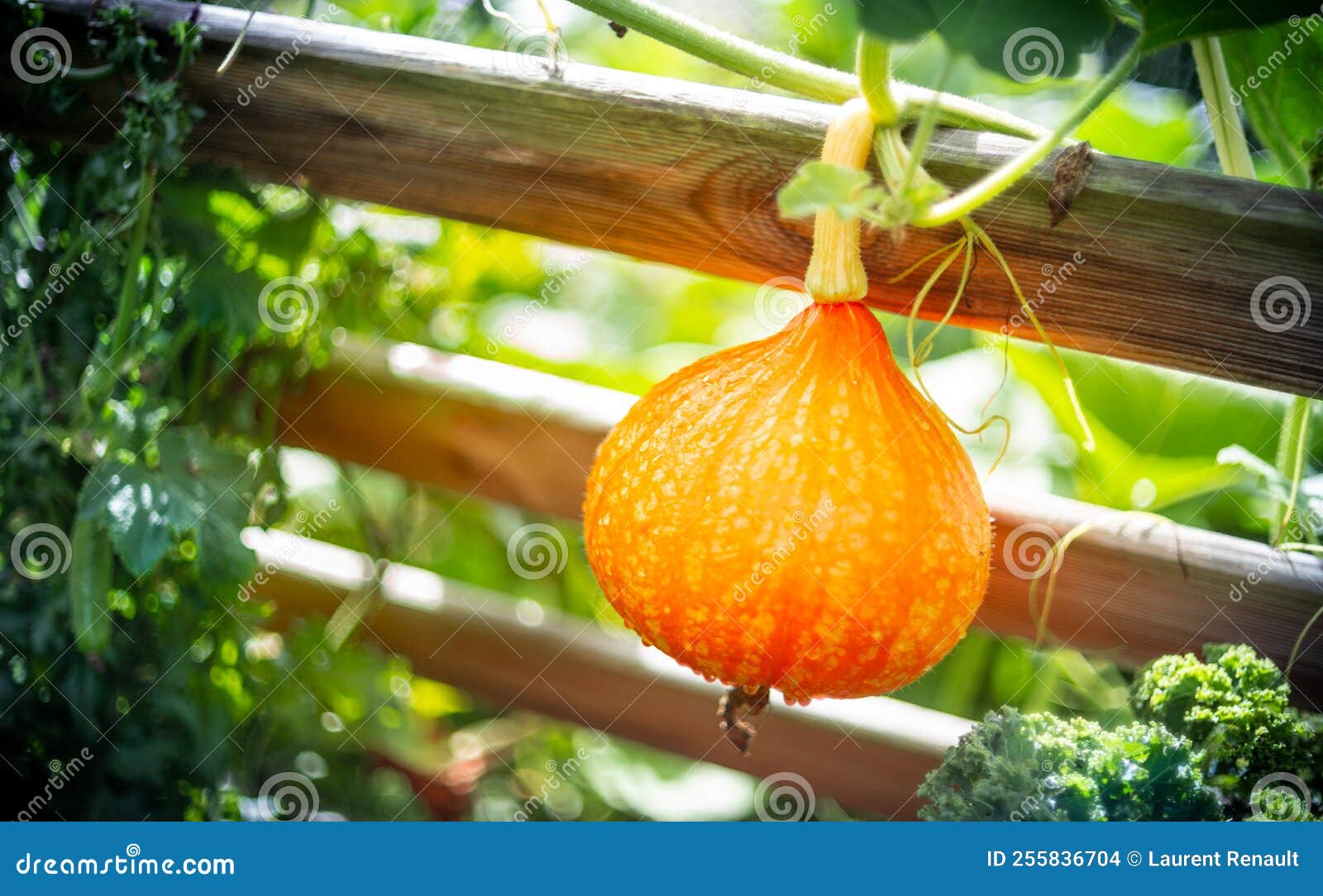 Ripe Red Kuri Squash Growing Stock Photo - Image of fresh, orange ...