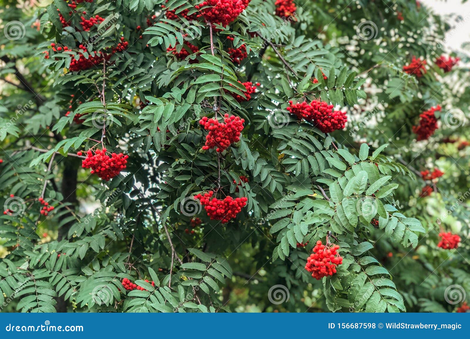 Red Mountain Ash on a Growing Tree Stock Photo - Image of outdoors ...