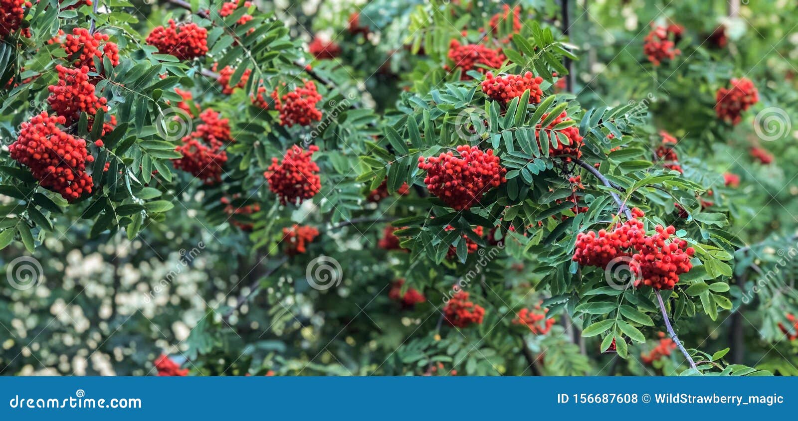 Red Mountain Ash on a Growing Tree Stock Photo - Image of agriculture ...