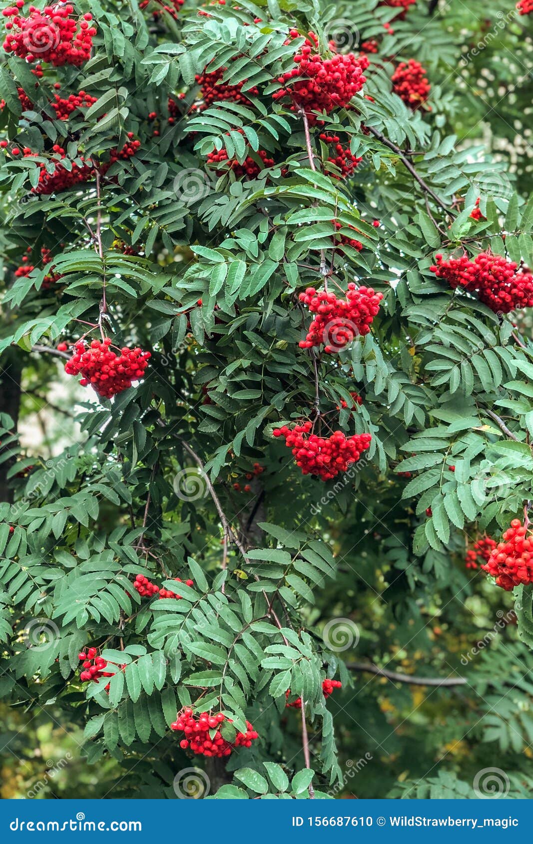 Red Mountain Ash on a Growing Tree Stock Photo - Image of nature ...