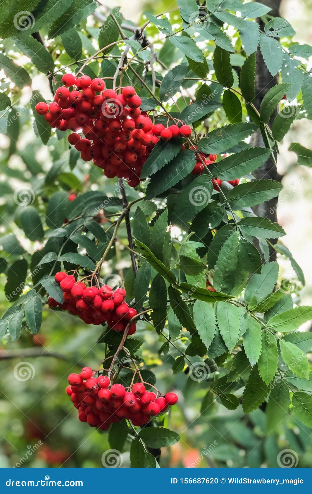 Red Mountain Ash on a Growing Tree Stock Photo - Image of healthy ...