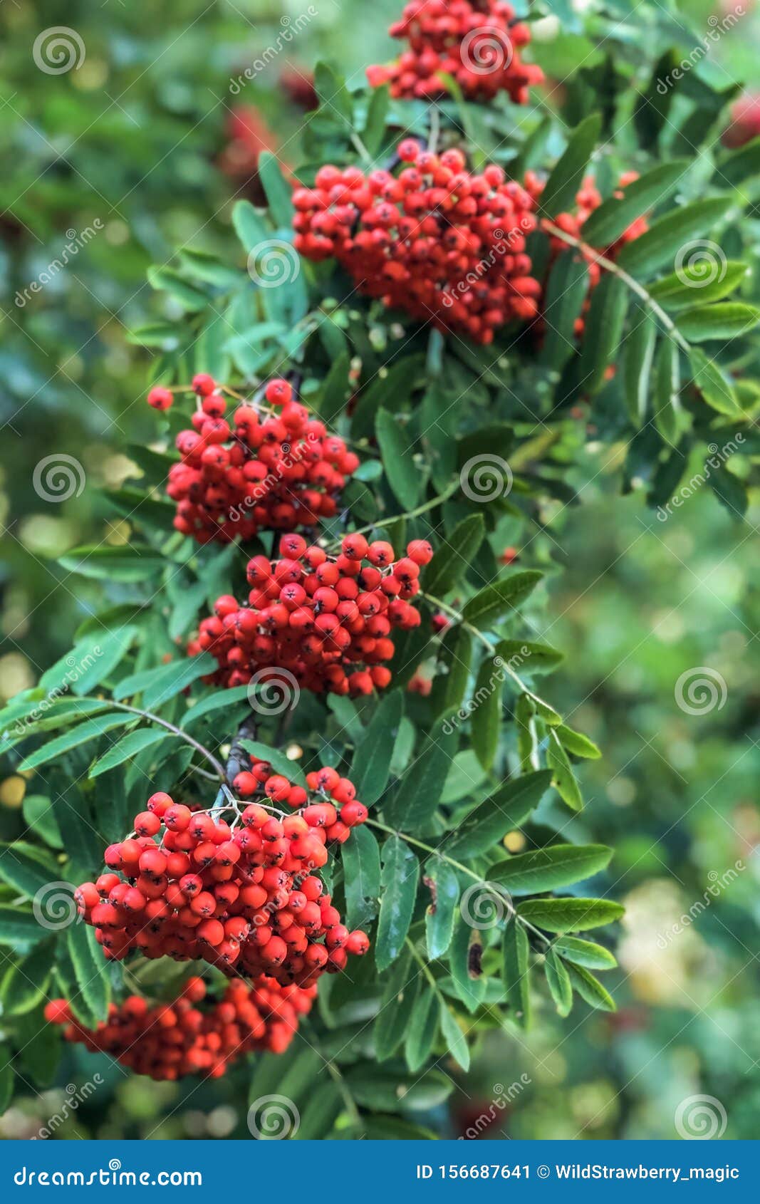 Red Mountain Ash on a Growing Tree Stock Image - Image of outdoors ...