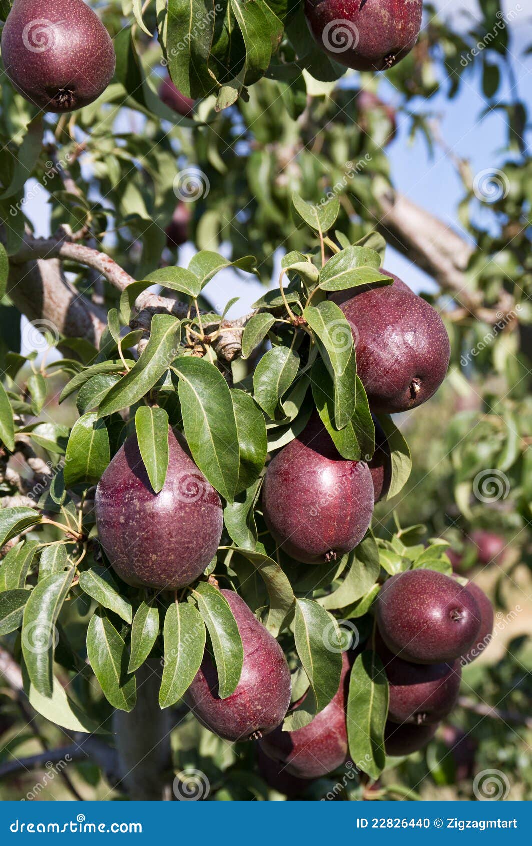 Ripe Red Pears on Tree Ready To Harvest Stock Photo - Image of cooking ...