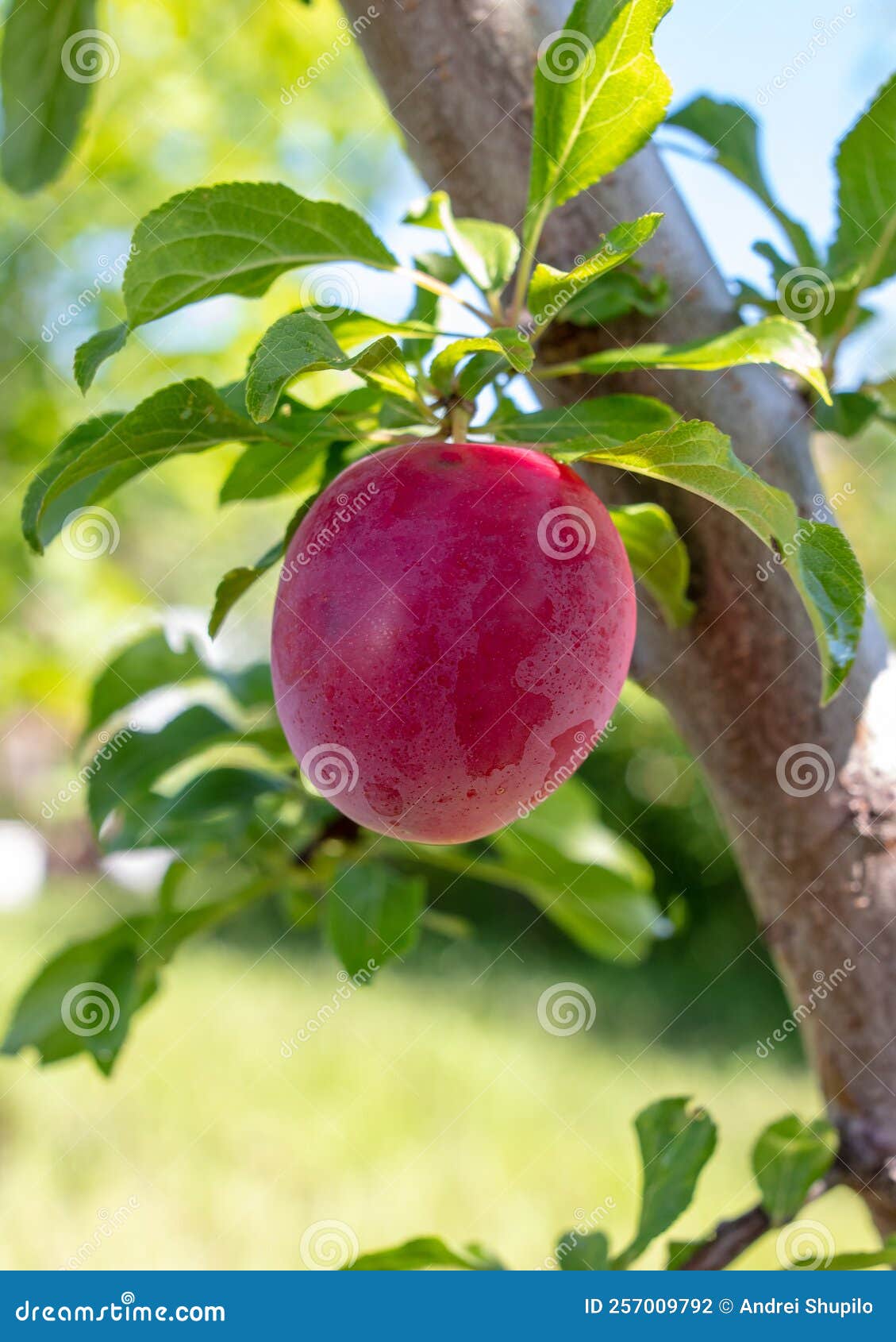 Ripe Red Plum on Tree Branches in Summer. Stock Photo - Image of ...