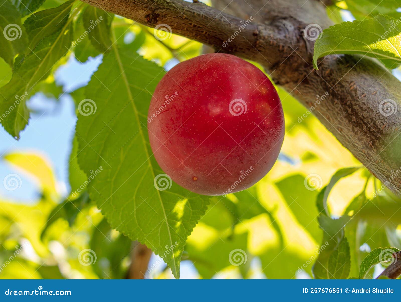 Ripe Red Plum on Tree Branches in Summer. Stock Image - Image of fresh ...