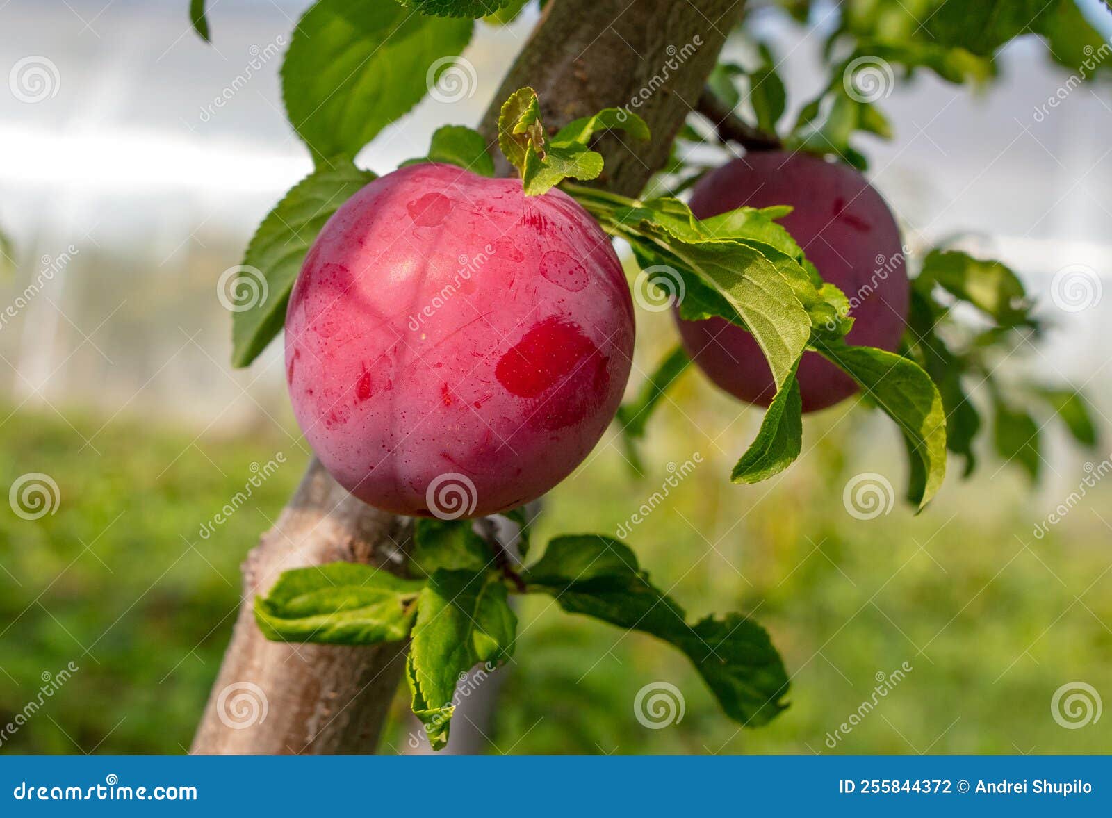 Ripe Red Plum on Tree Branches in Summer. Stock Photo - Image of ...