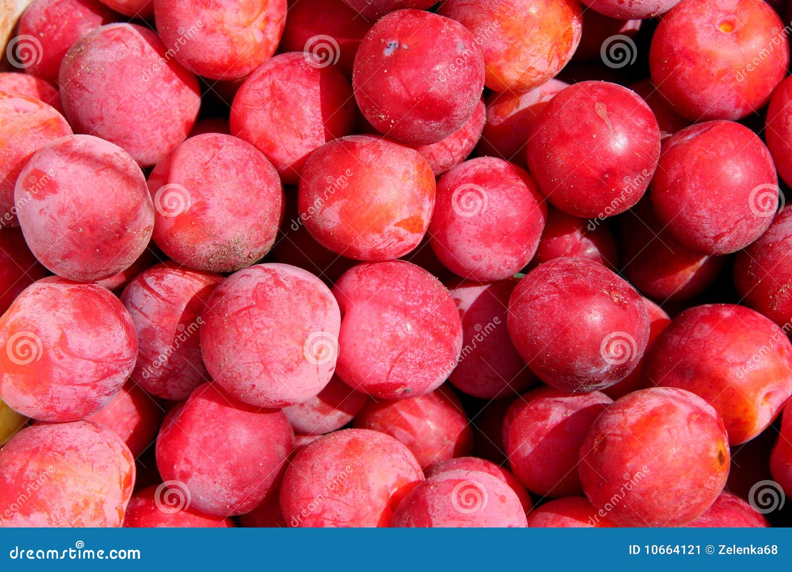 Ripe red plums stock image. Image of crop, meal, dessert - 10664121