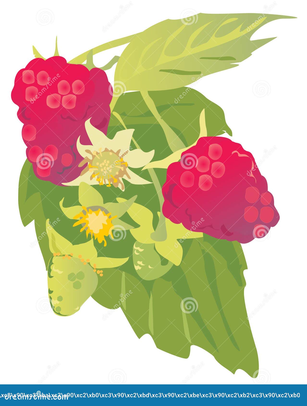 Ripe red raspberries stock vector. Illustration of leaves - 55826748