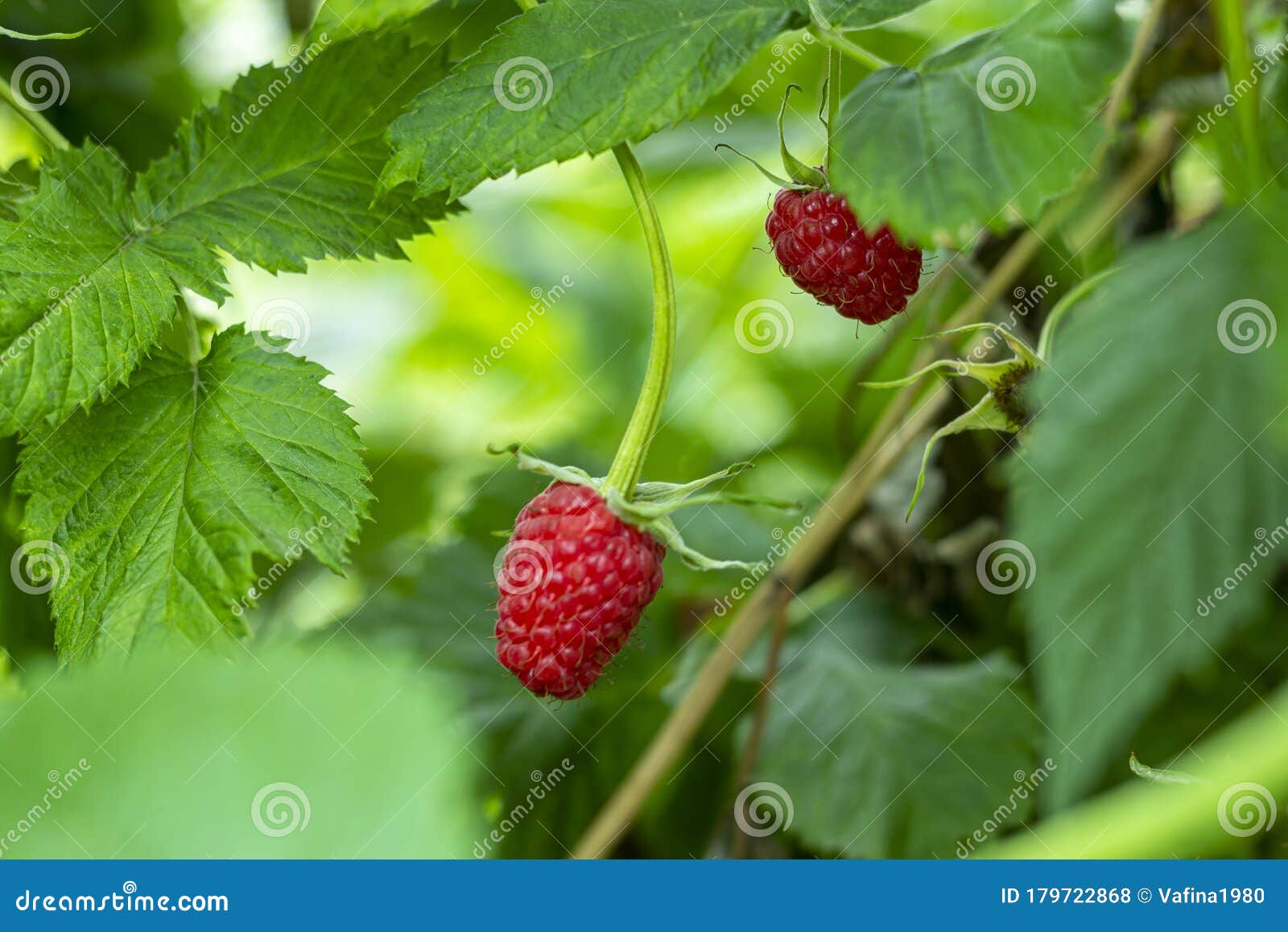 Ripe Red Raspberries On A Bush Delicious Fresh Berries Homegrown