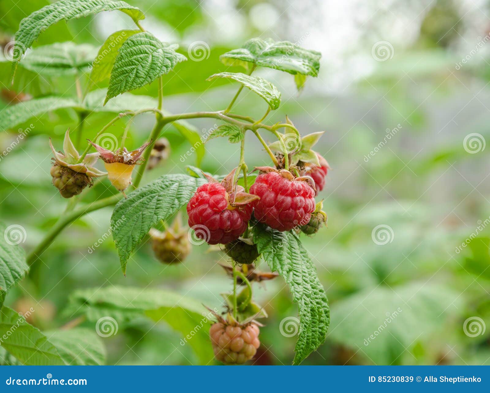 Ripe Red Raspberries On The Bush Stock Image Image Of Berry