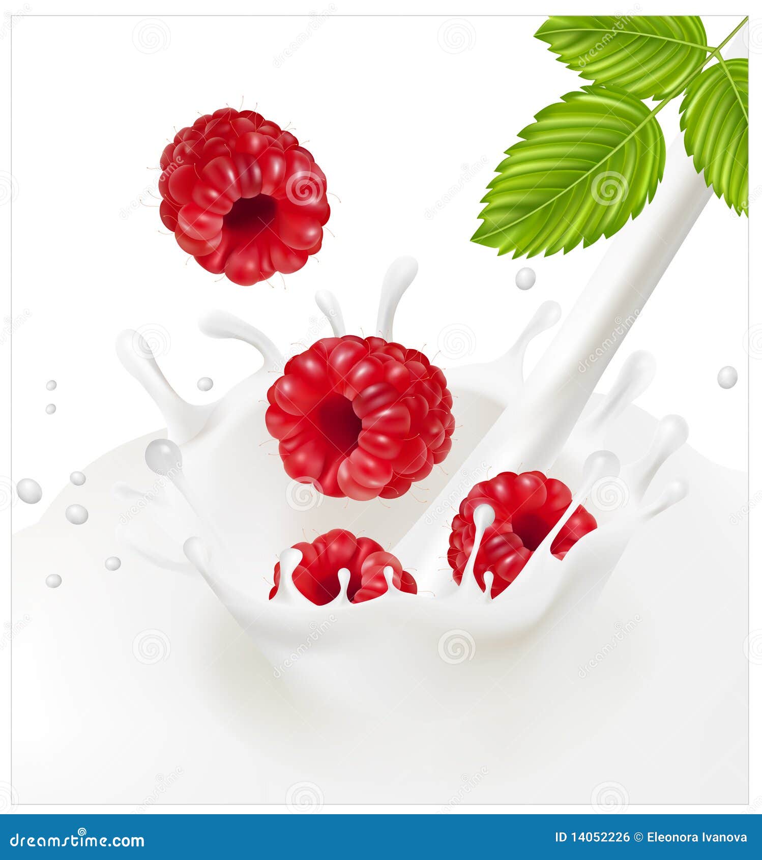 Ripe Red Raspberries Falling into the Milky Splash Stock Vector ...