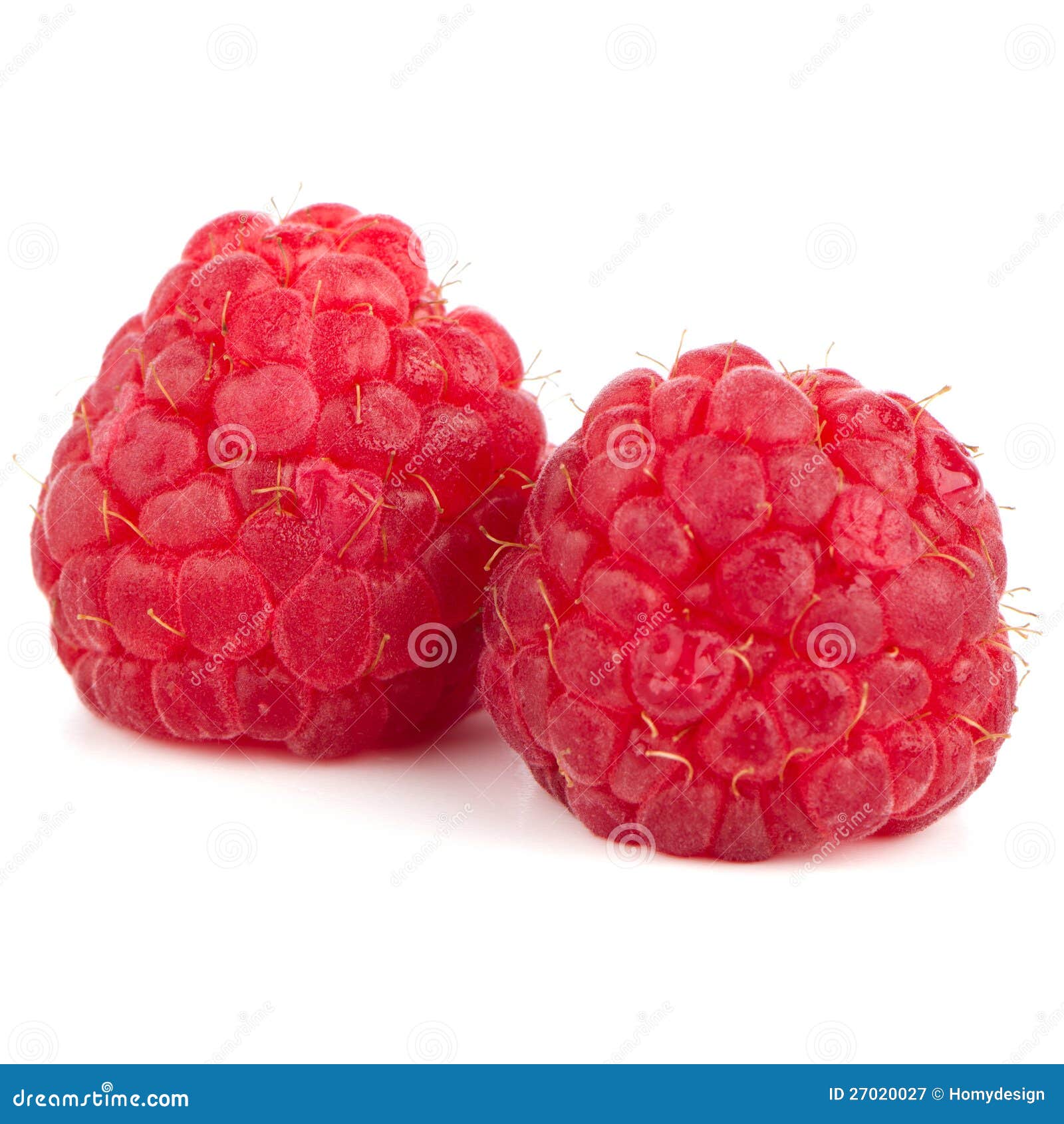 Ripe Red Raspberry Stock Image Image Of Garden Natural 27020027
