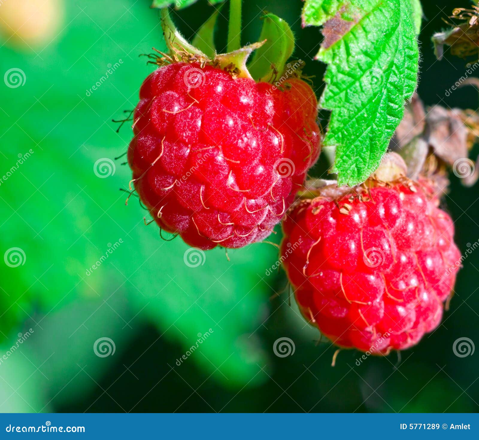 Ripe Red Raspberry Stock Image Image Of Bush Closeup 5771289