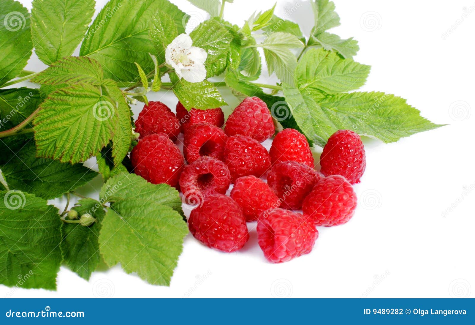 Ripe Red Raspberry stock photo. Image of botanical, background - 9489282